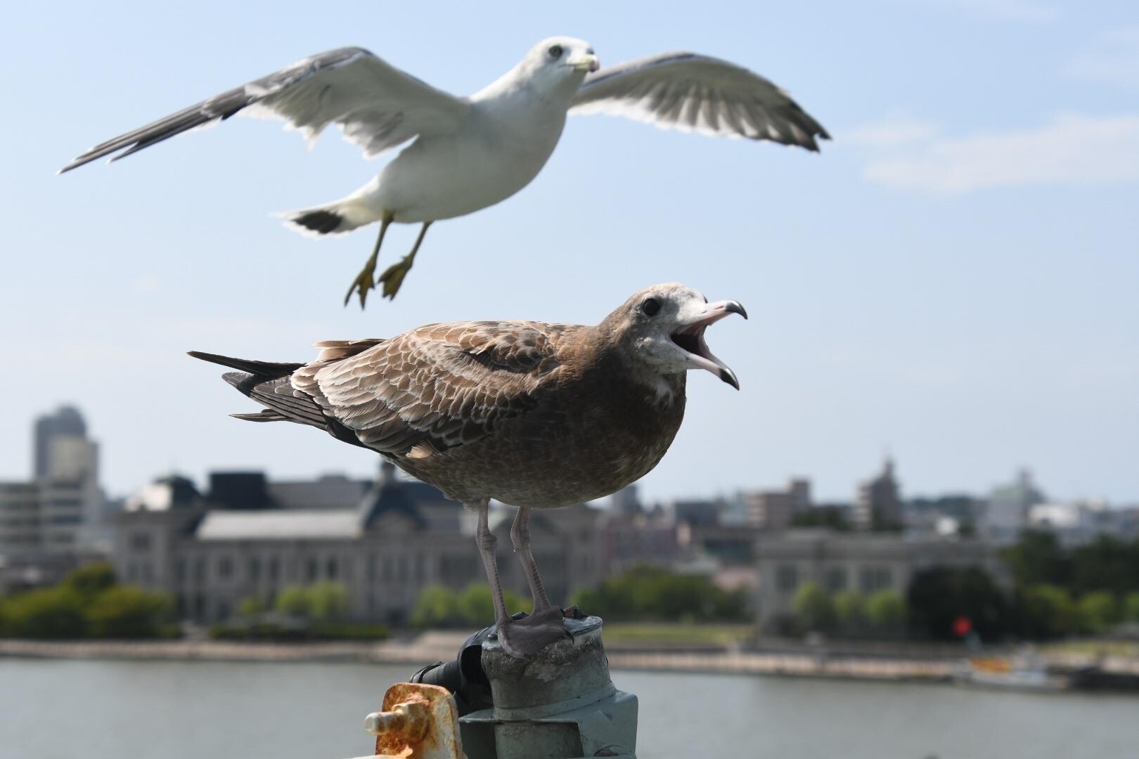 尻立山 / Sakuさんの佐渡島の活動データ | YAMAP / ヤマップ