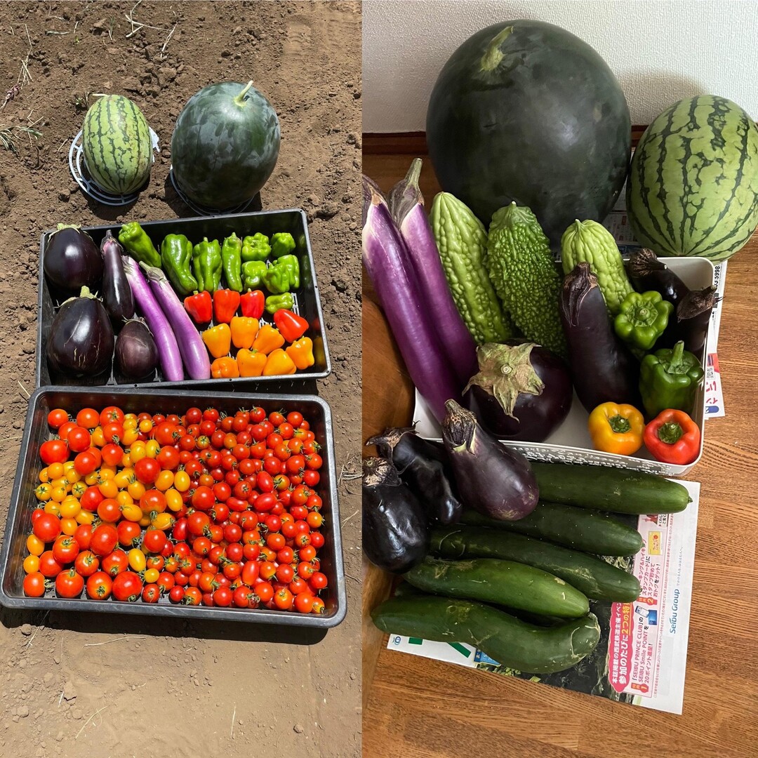 猛暑で夏野菜は豊作 スイカ🍉完熟し過ぎ... / ken-3さんのモーメント | YAMAP / ヤマップ