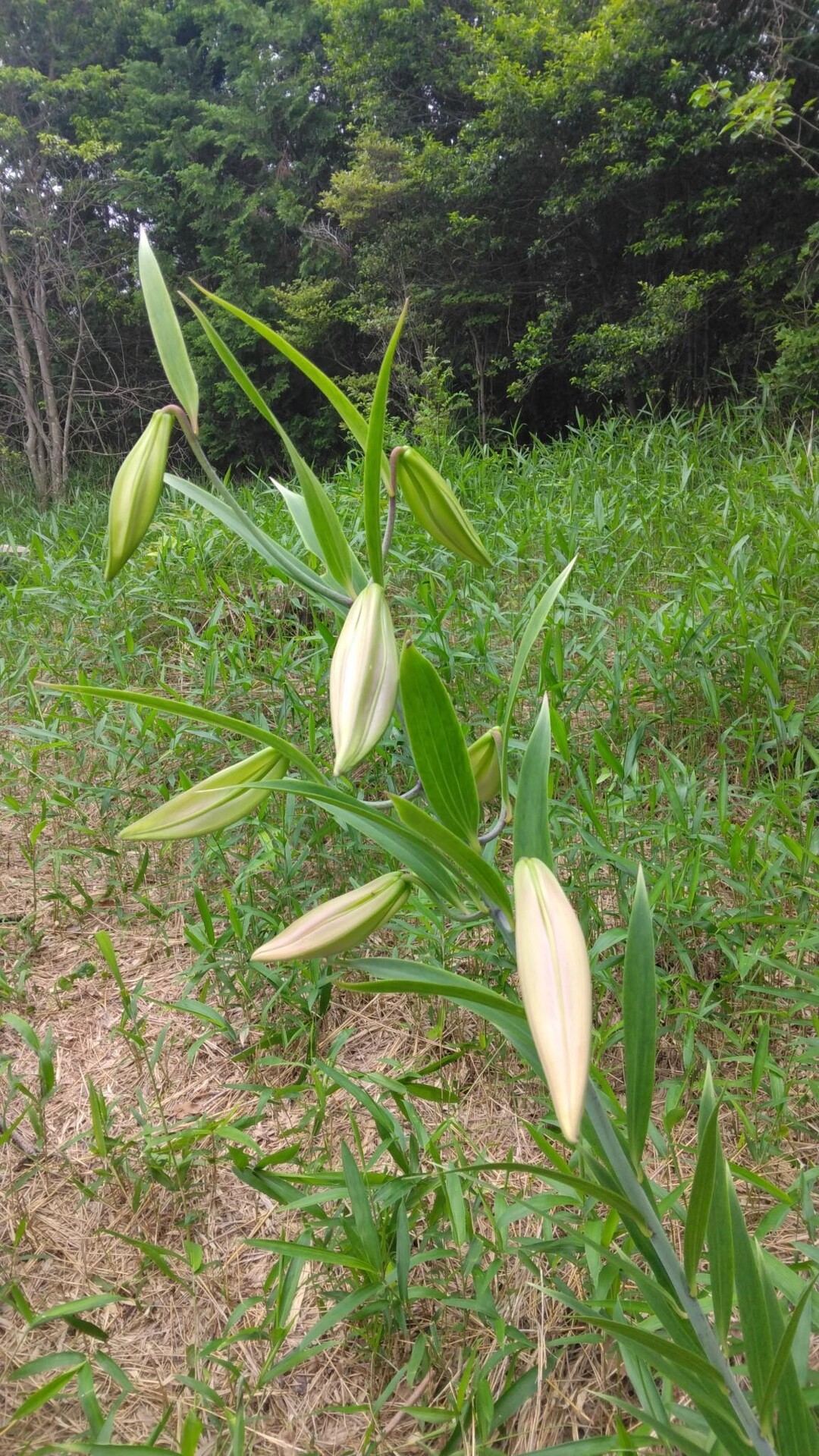 道樹山・大谷山・弥勒山68(ササユリはまだ蕾🤩) / Kazz1950さんの春日井三山・弥勒山・大谷山・道樹山の活動日記 | YAMAP / ヤマップ