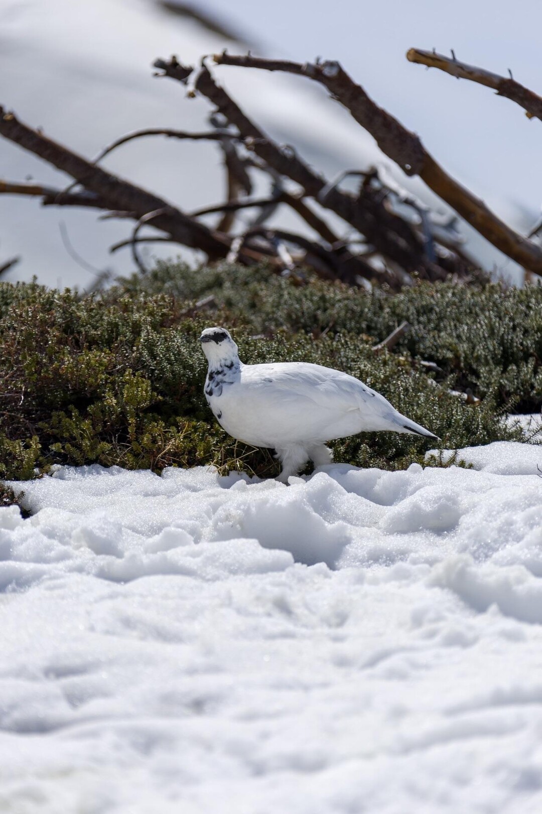 立山（雄山）・浄土山 / hikaruさんの立山・雄山・浄土山の活動データ | YAMAP / ヤマップ