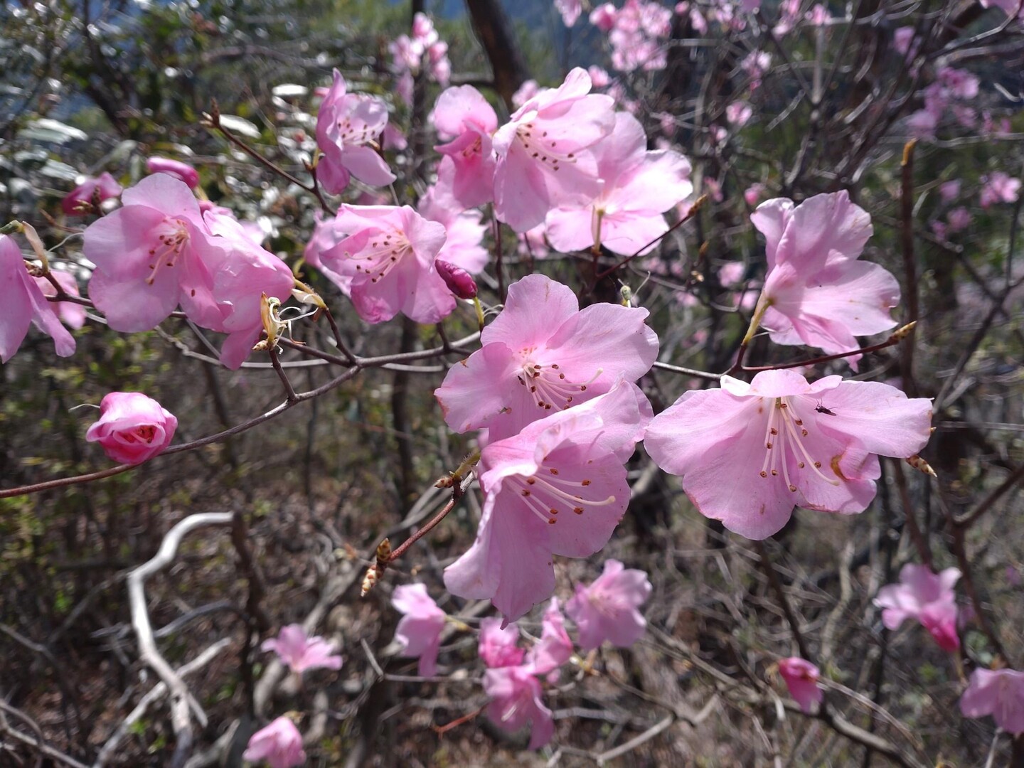 納古山 / hsysさんの納古山の活動データ | YAMAP / ヤマップ