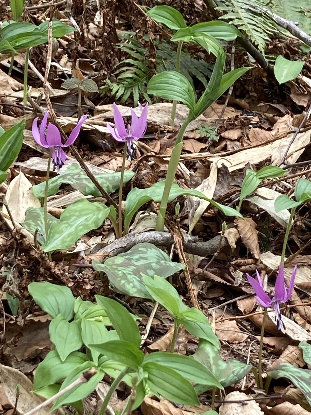 銀杏峯 / mi_chicoさんの銀杏峰・部子山の活動データ | YAMAP / ヤマップ