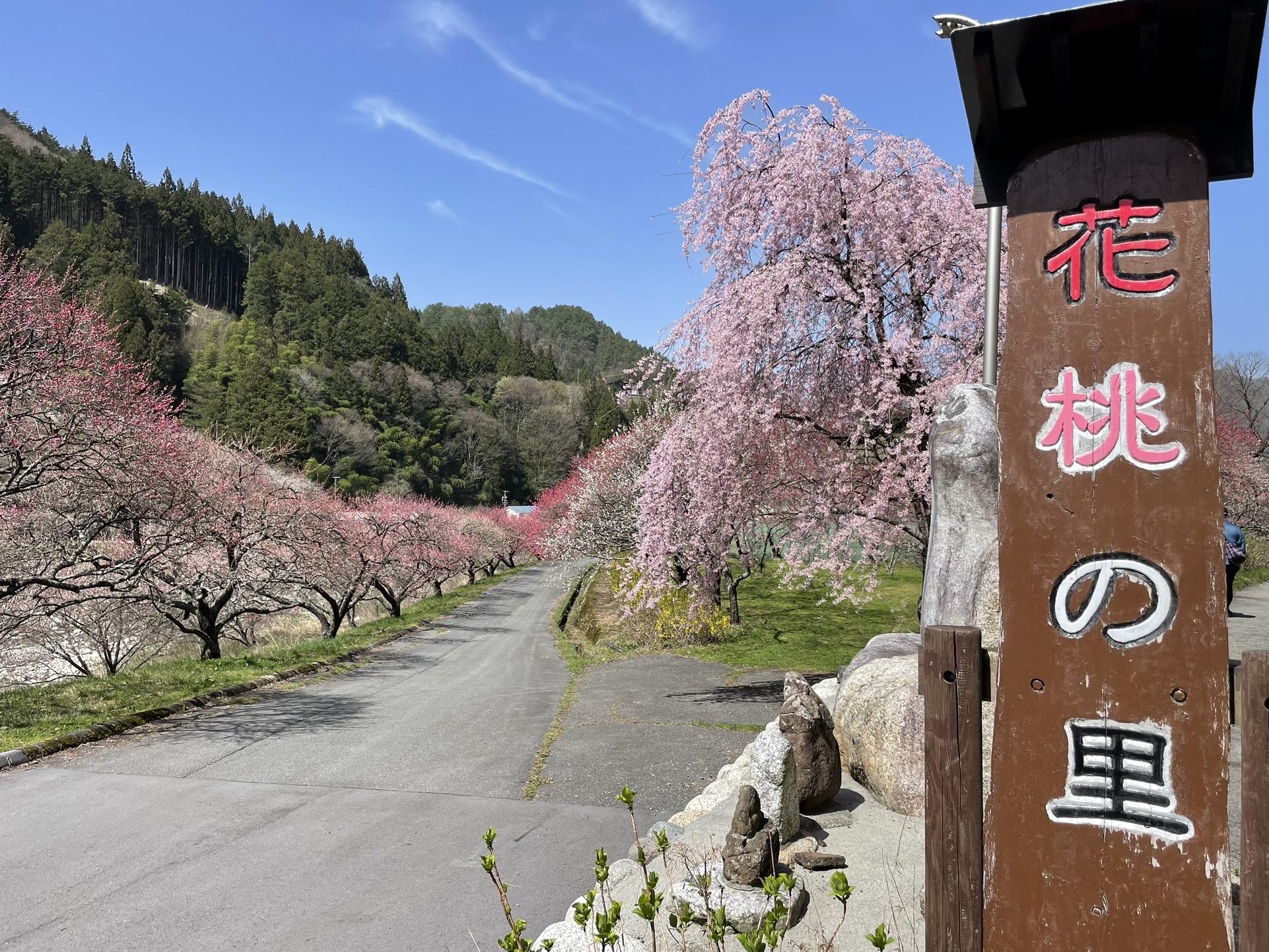 阿智村に花桃を見に行ってきました。 花桃... / トンピーさんのモーメント | YAMAP / ヤマップ