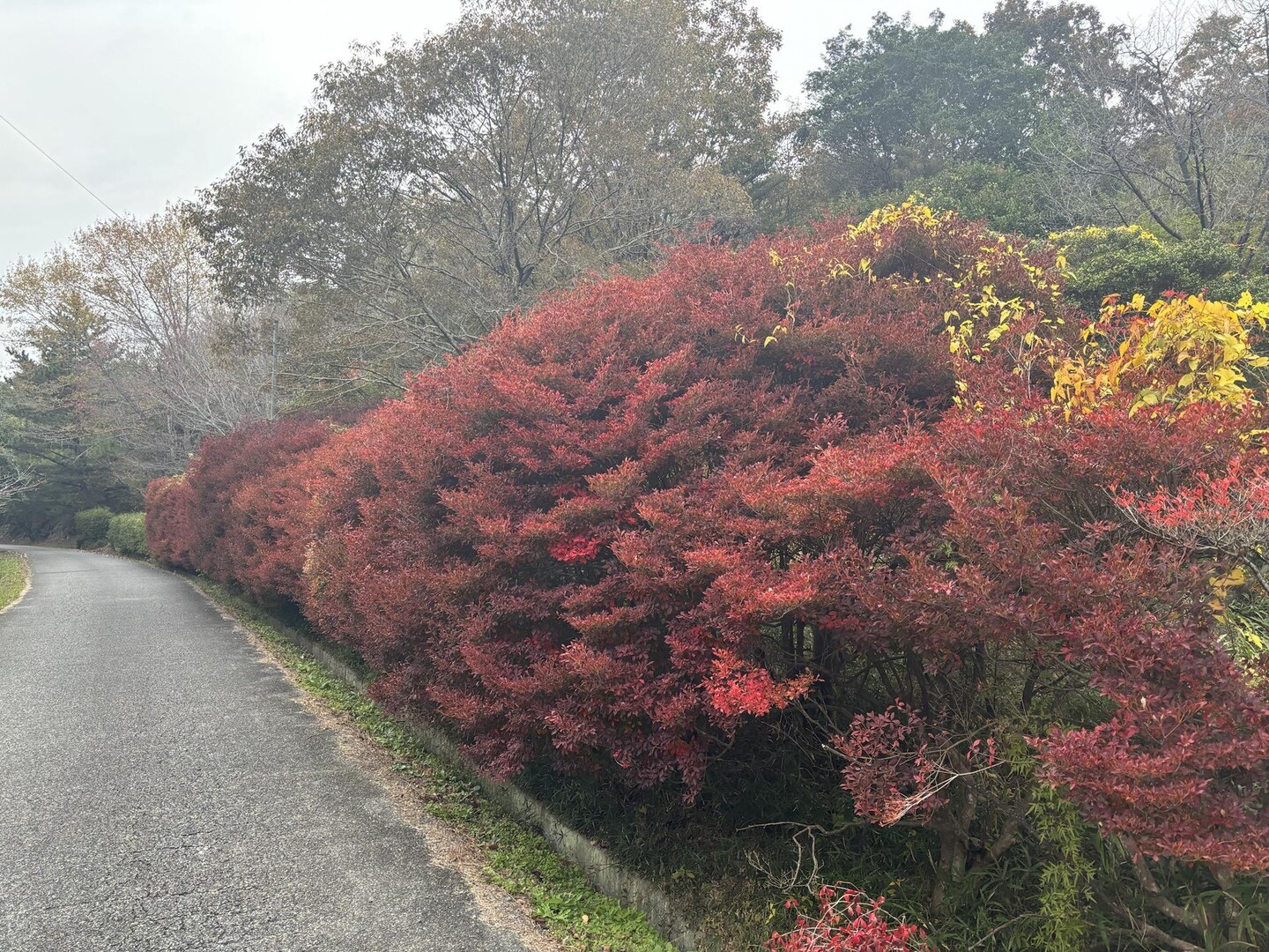 善防山・笠松山調子がいいのでトレラン変更笑 / nori0125さんの加西アルプス・笠松山・善防山の活動データ | YAMAP / ヤマップ