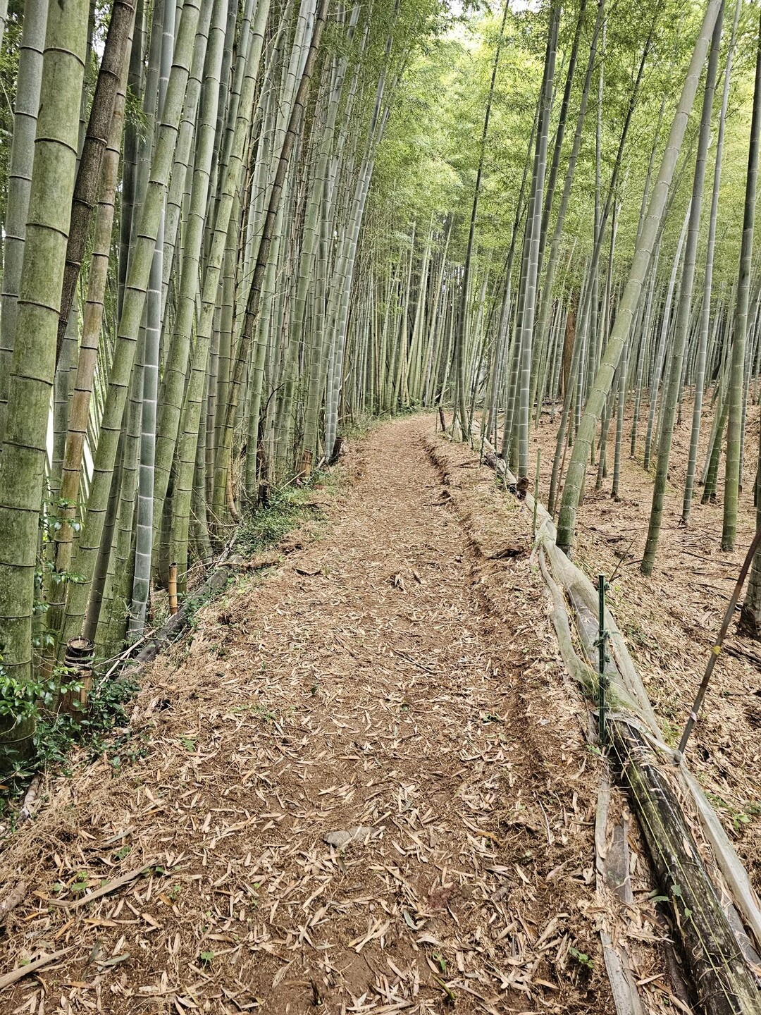 歩けるようになった城南コース🚶 / sayoさんの雁回山の活動データ | YAMAP / ヤマップ