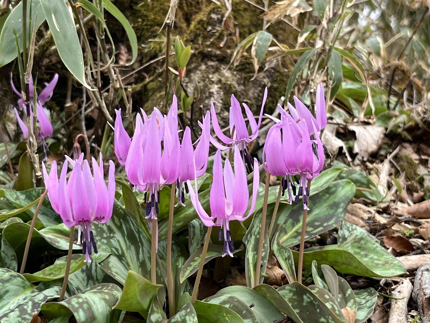 カタクリロード毛無山・ウド山・白馬山 / masa599さんの毛無山の活動日記 | YAMAP / ヤマップ