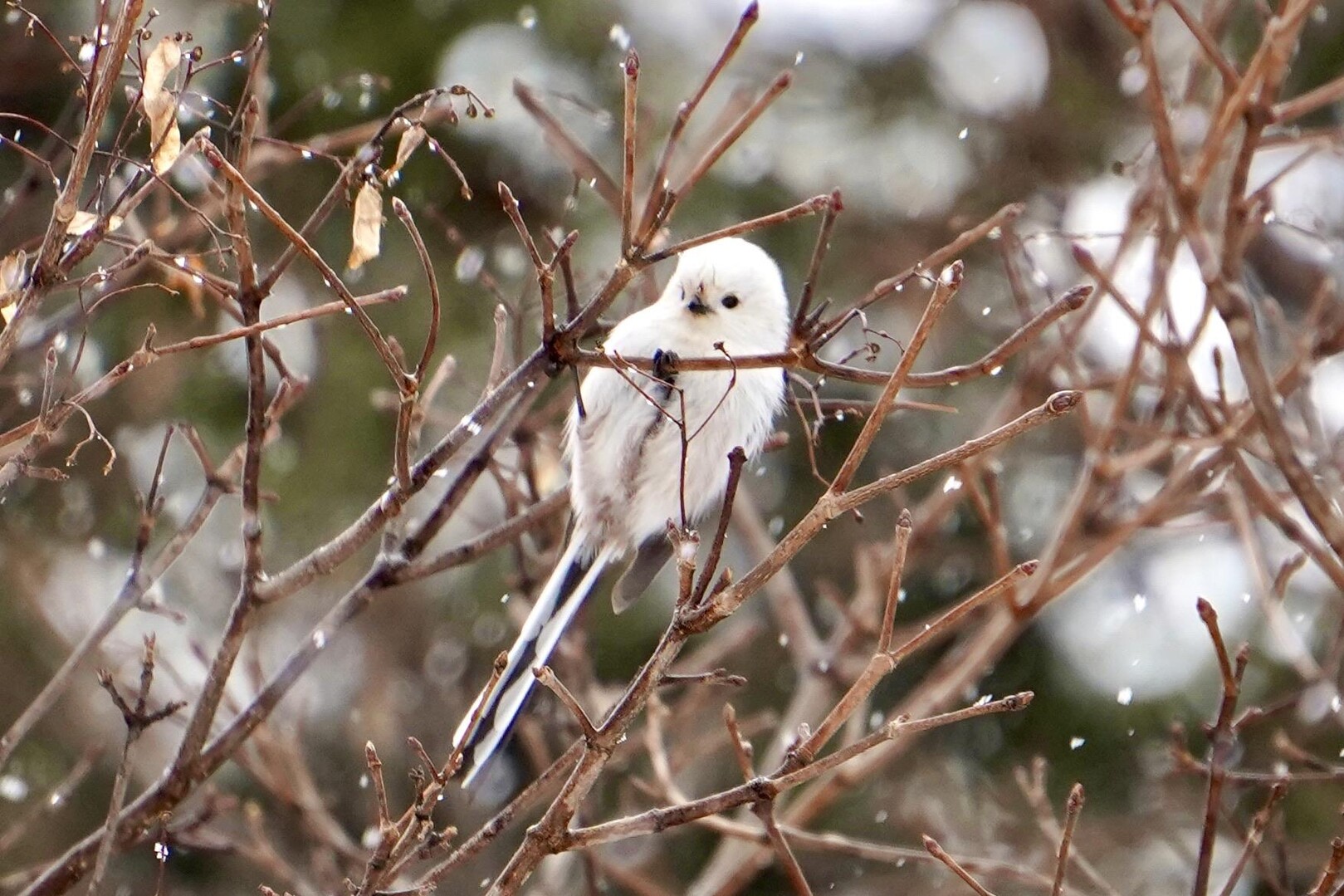 今週の鳥達🐦 ️ モコモコです💕 ... / yosi＆ryoさんのモーメント | YAMAP / ヤマップ