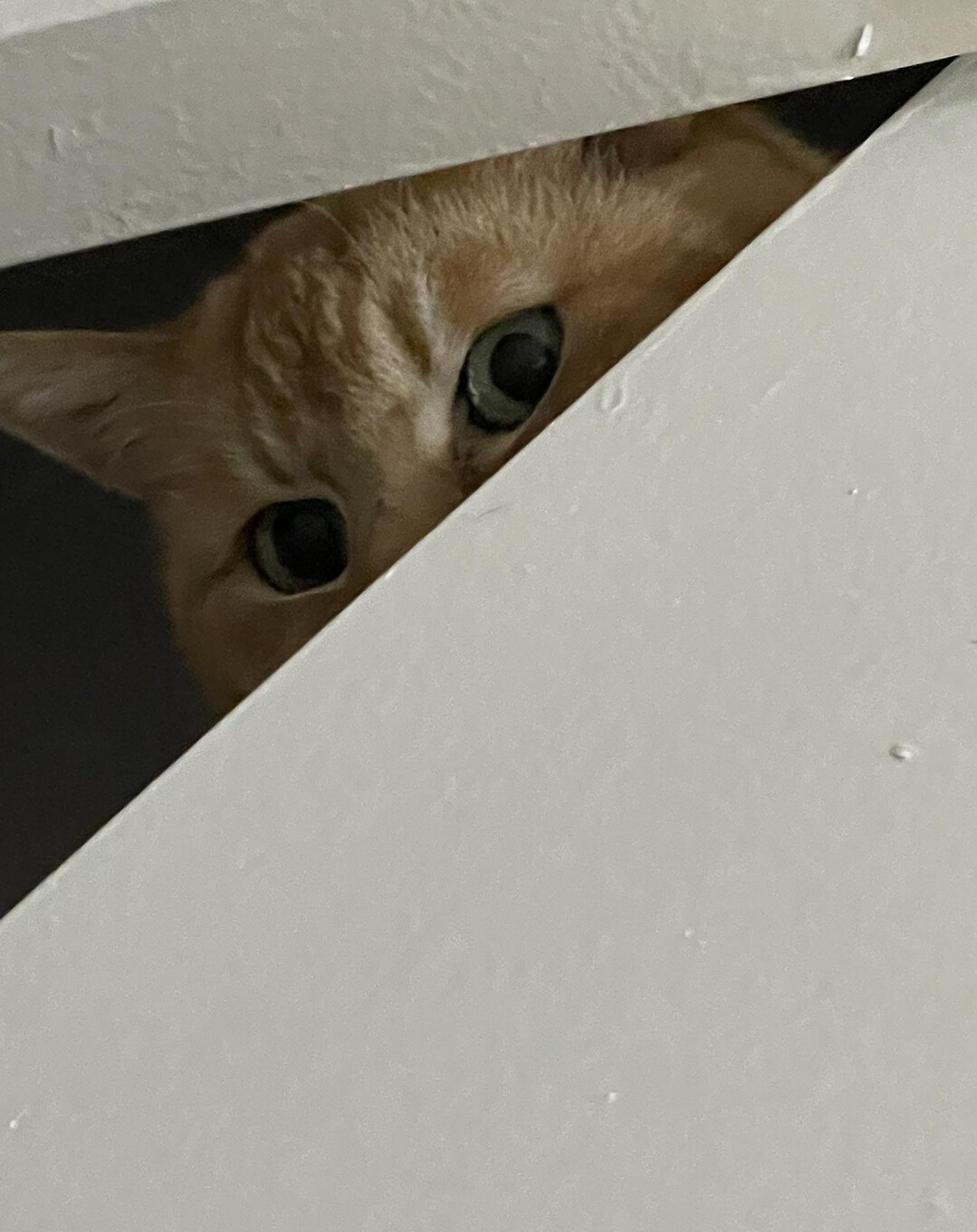 視線が怖いんですけど〜 ※BGMは"火曜... / Kuさんのモーメント | YAMAP / ヤマップ