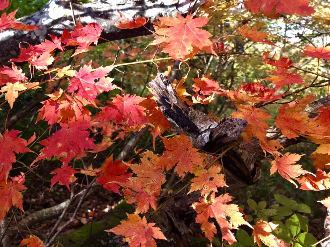 最高のお天気🎶大山（弥山）満喫🤗 / moboさんの大山・甲ヶ山・野田ヶ山の活動データ | YAMAP / ヤマップ