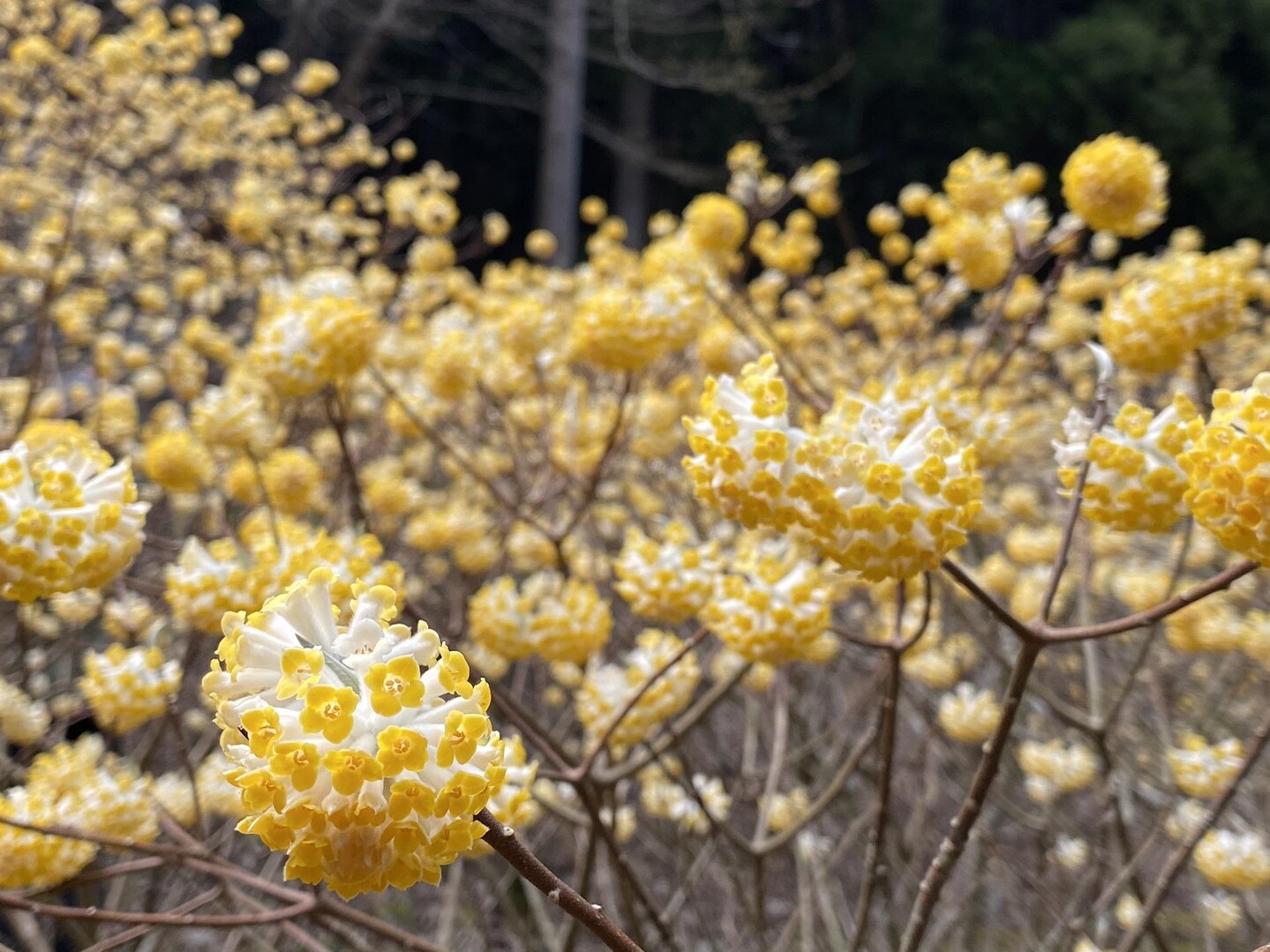ミツマタのお花見in不動尻 / chi-さんの大山の活動データ | YAMAP / ヤマップ