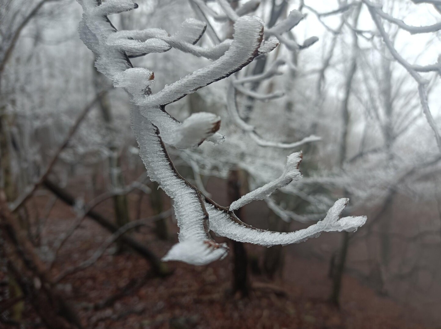 二ノ岳・犬ヶ岳・釈迦岳 / HP:ゼロさんの犬ヶ岳・求菩提山の活動データ | YAMAP / ヤマップ