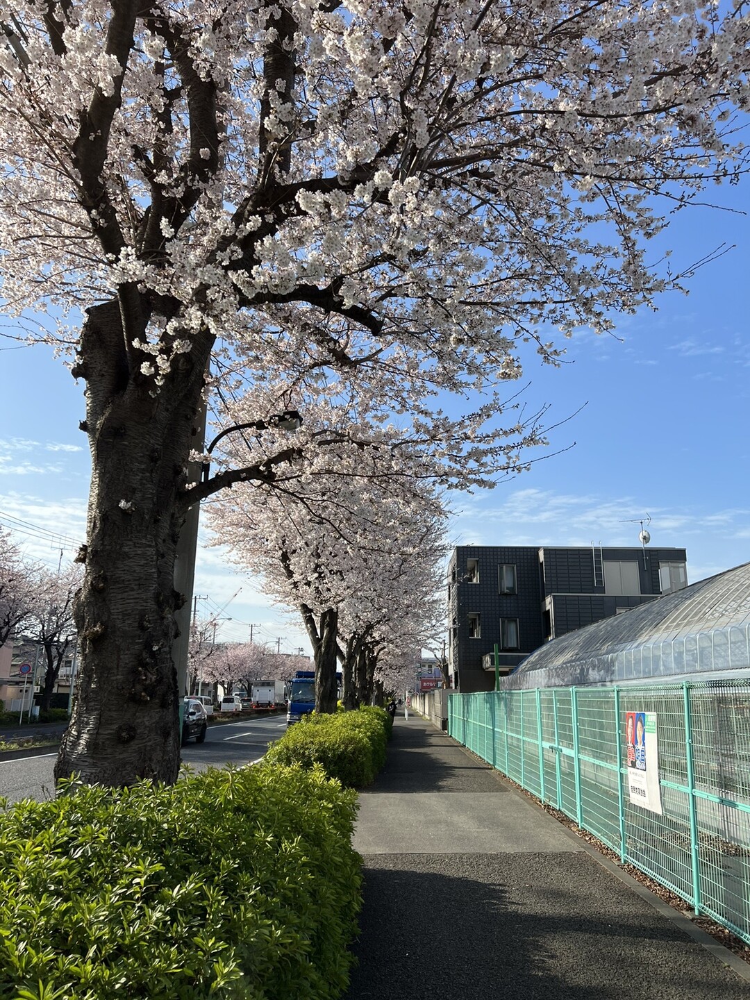 春満開! / Tagmsさんのモーメント | YAMAP / ヤマップ