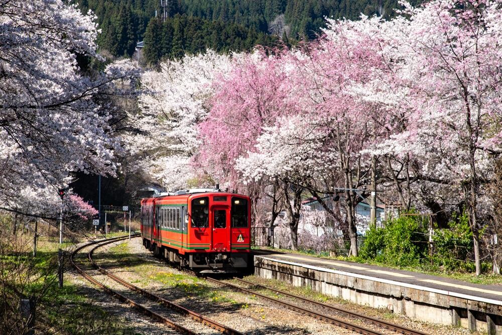 さくらを追いかけて北上してきました。 福... / Kei2022さんのモーメント | YAMAP / ヤマップ