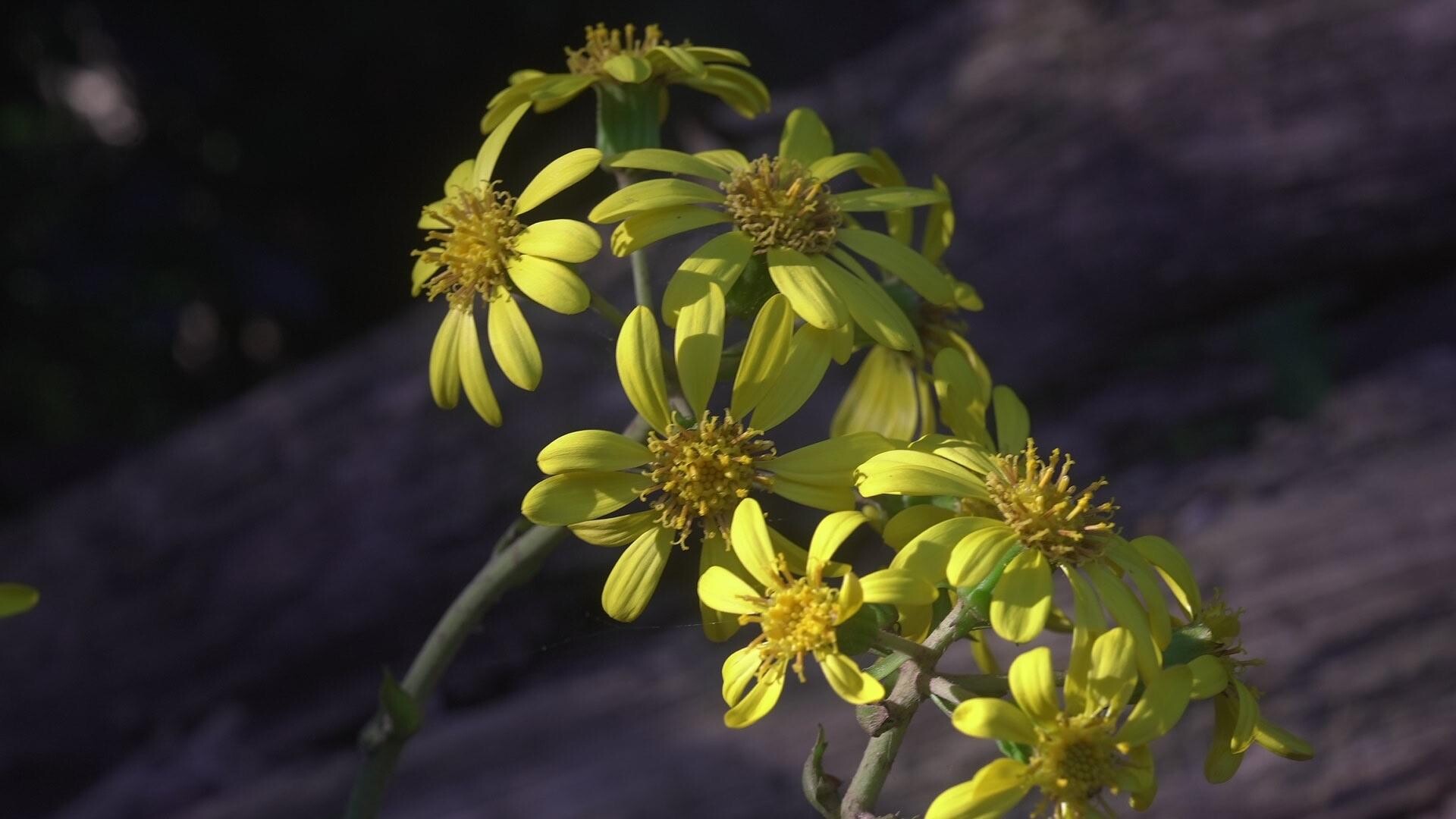 今年撮影した💐‼️ / Kenji さんのモーメント | YAMAP / ヤマップ