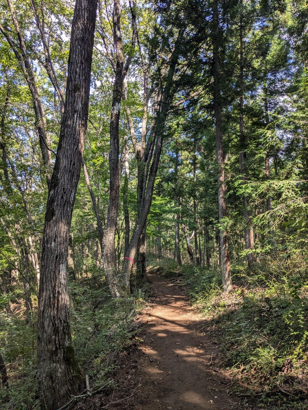 20241013陣馬山 / kasiさんの生藤山の活動データ | YAMAP / ヤマップ
