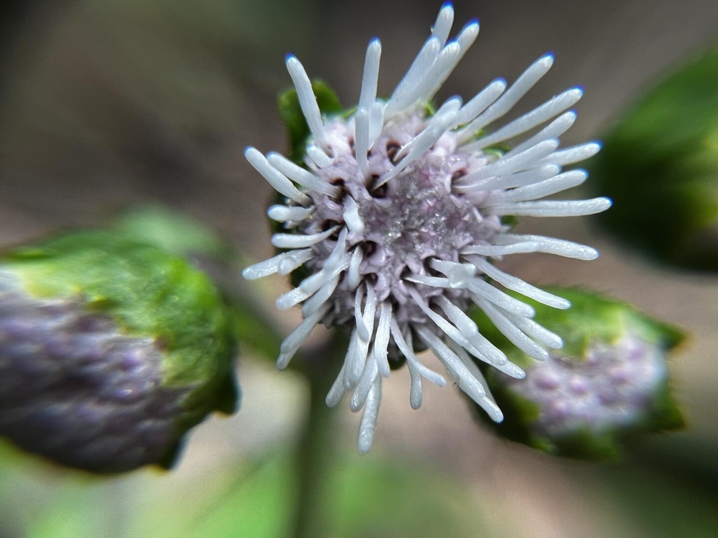今日は、昼下がりから少しの時間七ツ淵に行... / mipiさんのモーメント | YAMAP / ヤマップ