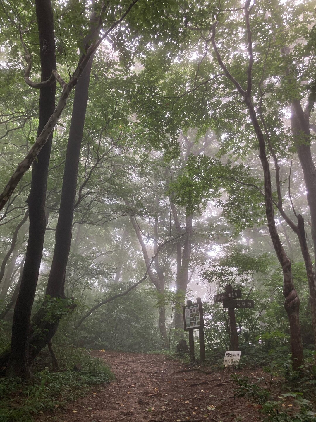 神秘国上山⛰17 / katsu.fdさんの弥彦山・多宝山・雨乞山の活動データ | YAMAP / ヤマップ