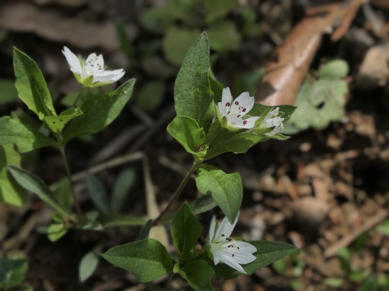 午後から八王子の小宮公園へ出かけました。... / skipさんのモーメント | YAMAP / ヤマップ
