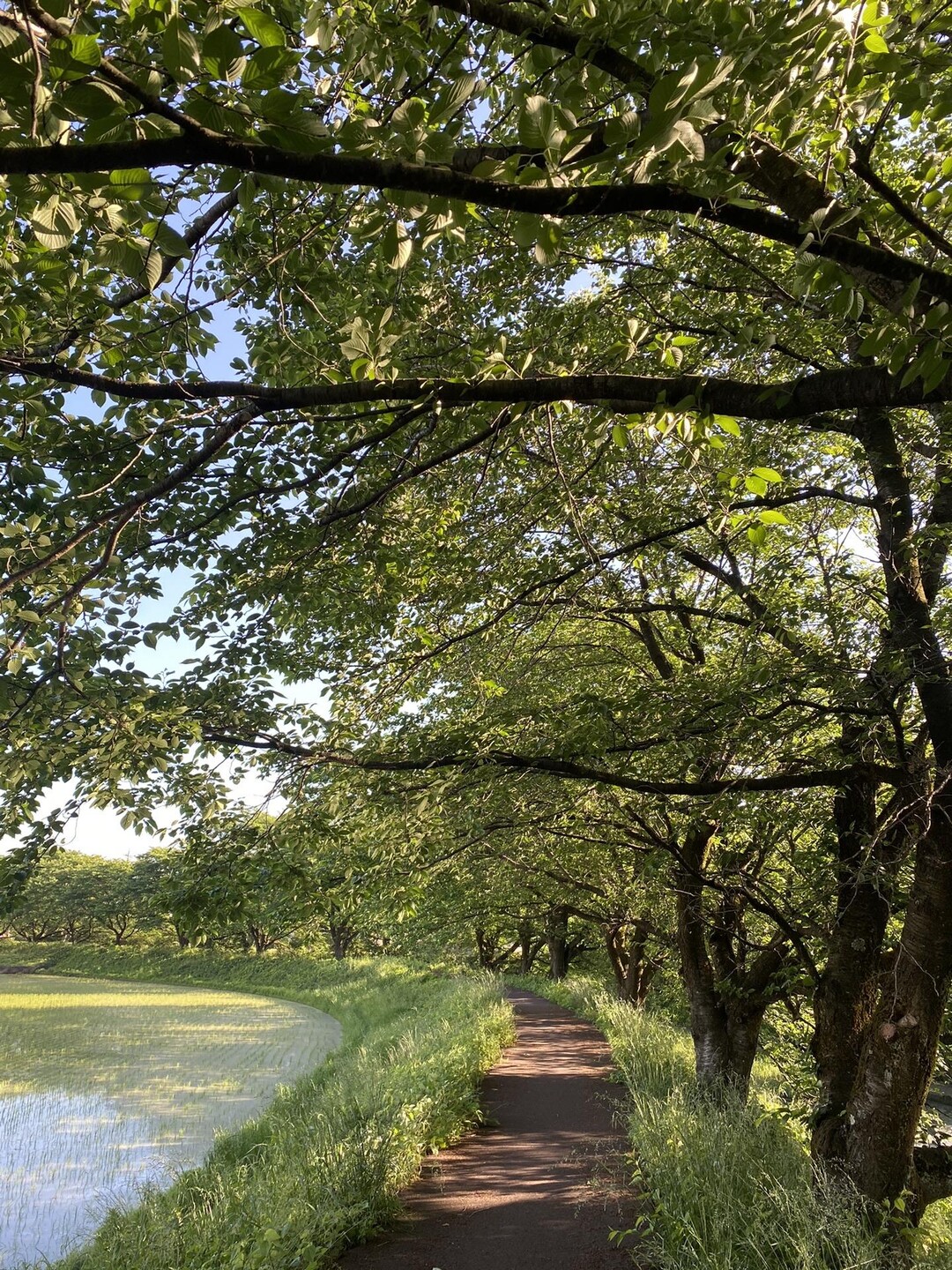 ️️ 小満 ️ 5月20日は、二十... / meshiさんのモーメント | YAMAP / ヤマップ