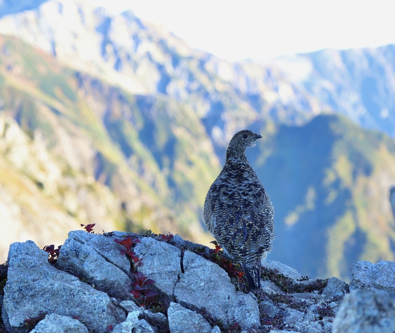 しなもん.sTのページ | YAMAP / ヤマップ