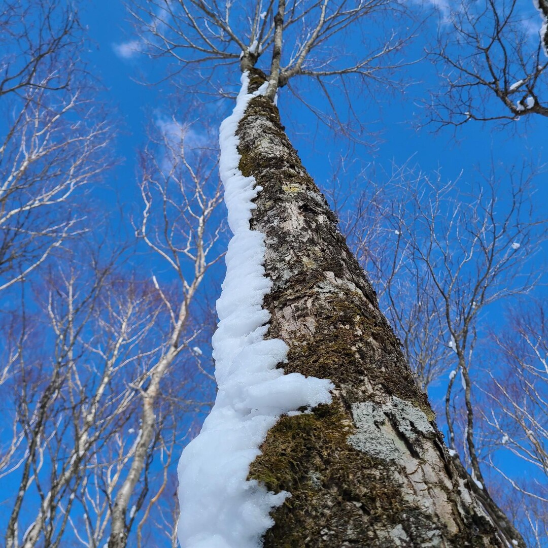 岩手 姫神山 城内コース / hide-bonさんの姫神山の活動データ | YAMAP / ヤマップ