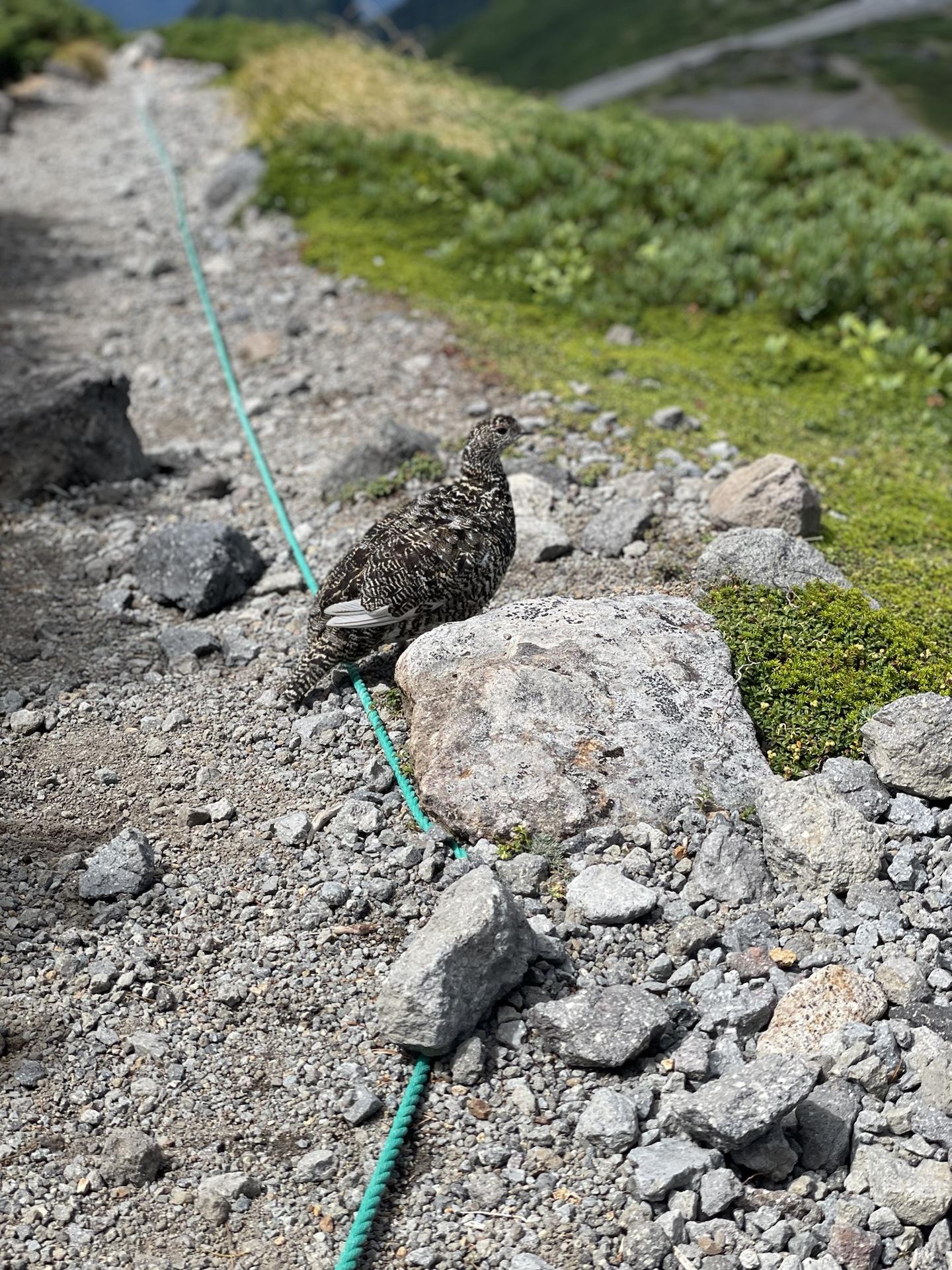 大黒岳で雷鳥さんに会えた！（乗鞍岳） / mikiさんの乗鞍岳の活動データ | YAMAP / ヤマップ