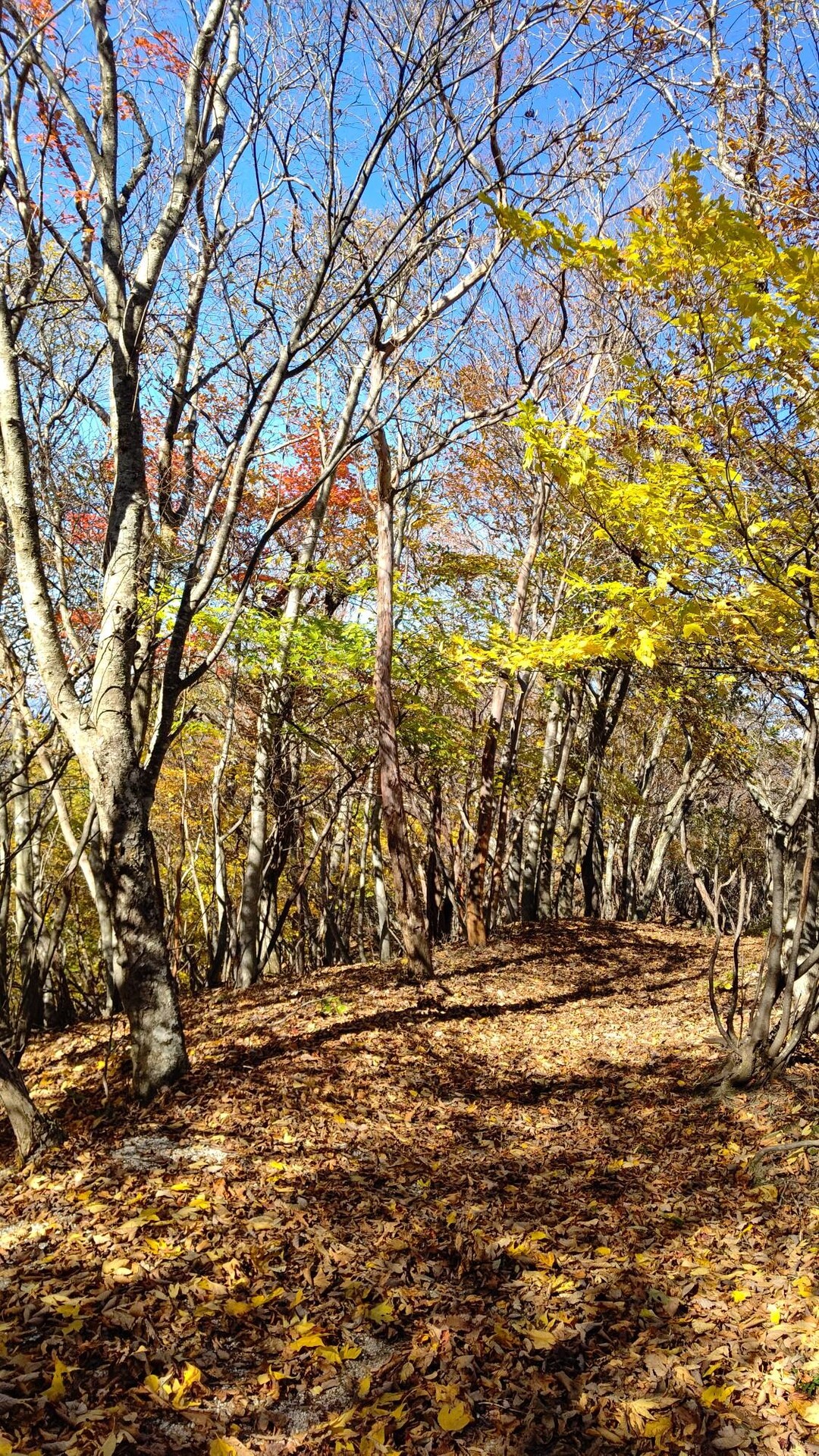 小貝月山・貝月山 / guriko5さんの貝月山の活動データ | YAMAP / ヤマップ