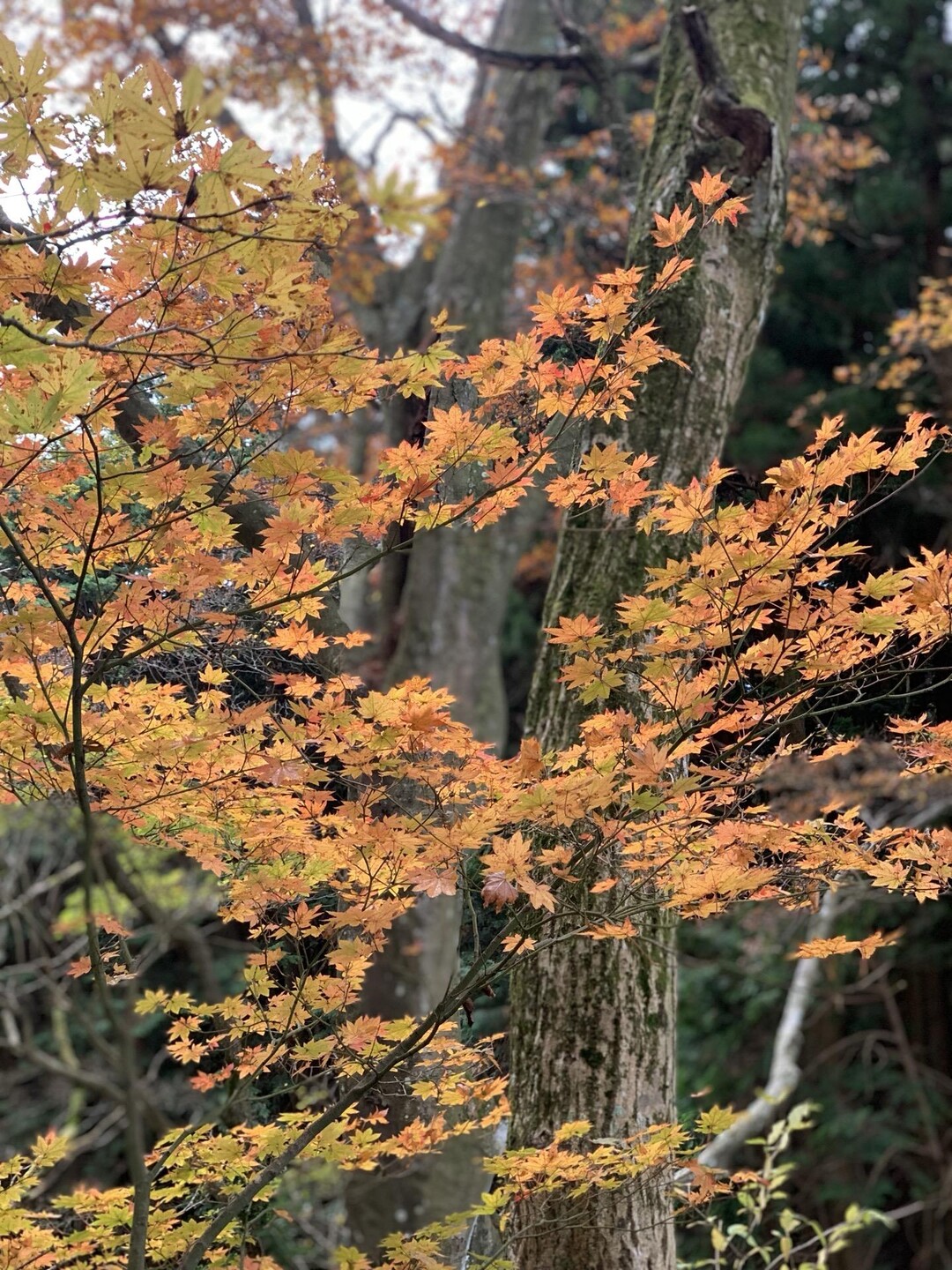 金剛山 タカハタ〜サネ尾 / iwanemanさんの金剛山・二上山・大和葛城山の活動データ | YAMAP / ヤマップ