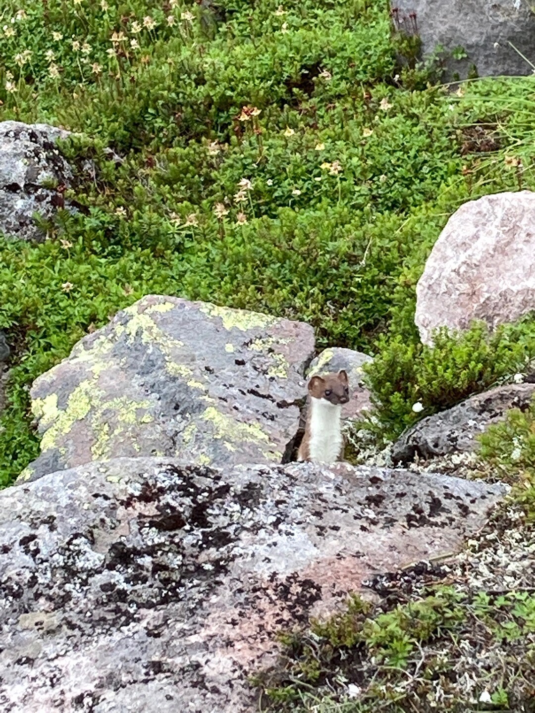 ニペソツ山＆森の妖精⁉️ / Ezo1さんのニペソツ山の活動データ | YAMAP / ヤマップ