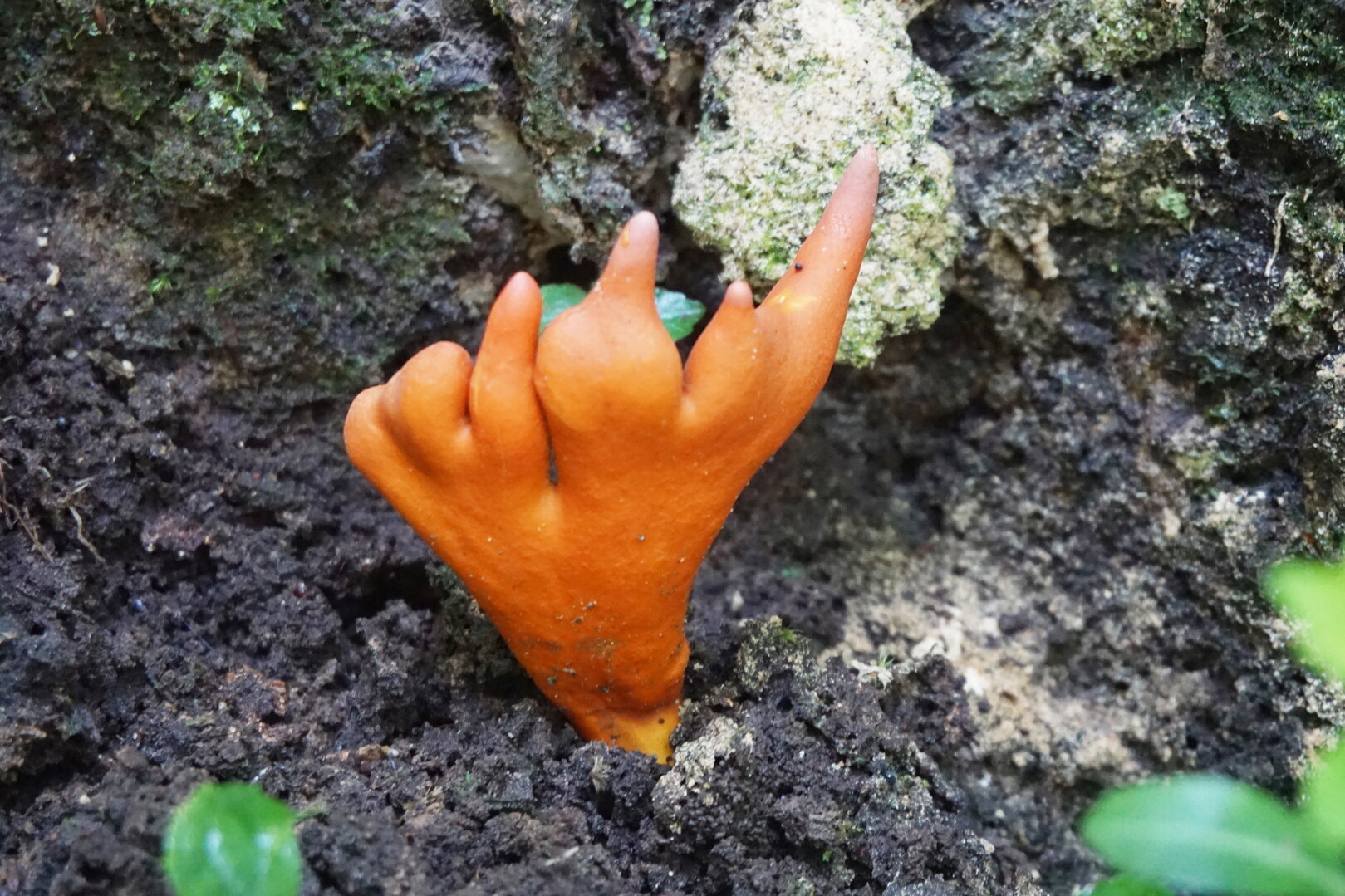 真夏に戻った『文殊山』突刺す陽射しと高い湿度で熱中症寸前に でも危険な奴と初遭遇(^_-)-☆ / toshi0113さんの文殊山の活動日記 | YAMAP / ヤマップ