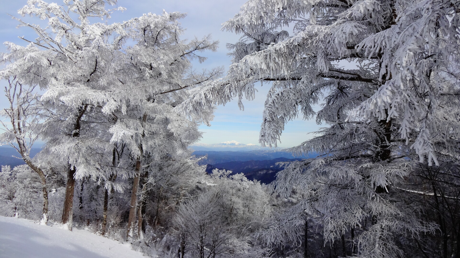 寧比曽岳 / ha_linaさんの寧比曽岳・筈ヶ岳・出来山の活動データ | YAMAP / ヤマップ