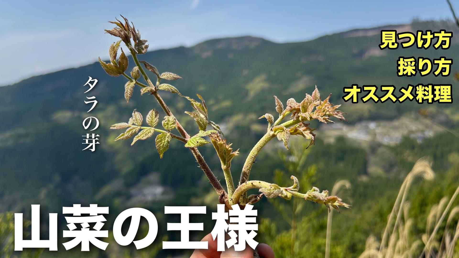 地元で山菜採りです！ https://y... / こうへい【自然遊撃隊】さんのモーメント | YAMAP / ヤマップ