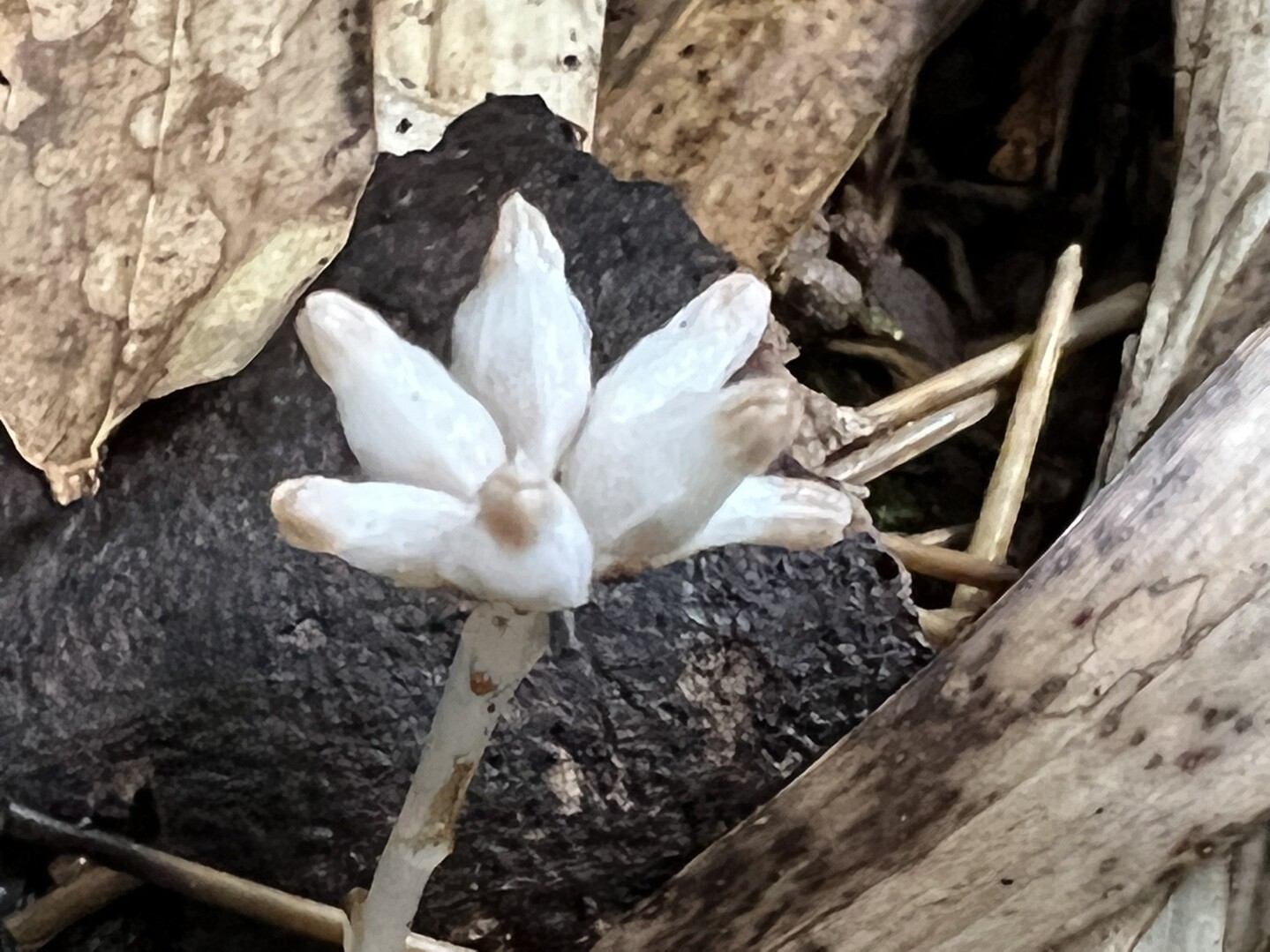 今日も七ツ淵へ ヒナノシャクジョウの斜面... / mipiさんのモーメント | YAMAP / ヤマップ