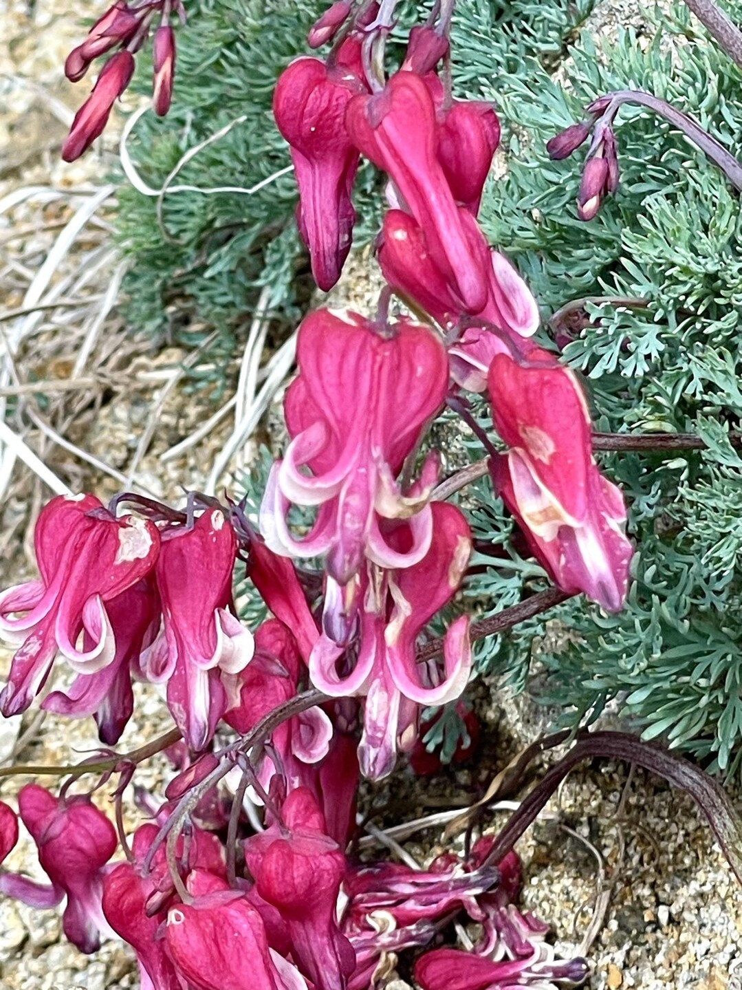 20230716日光白根 コマクサ、石楠... / tetsu12149482さんのモーメント | YAMAP / ヤマップ