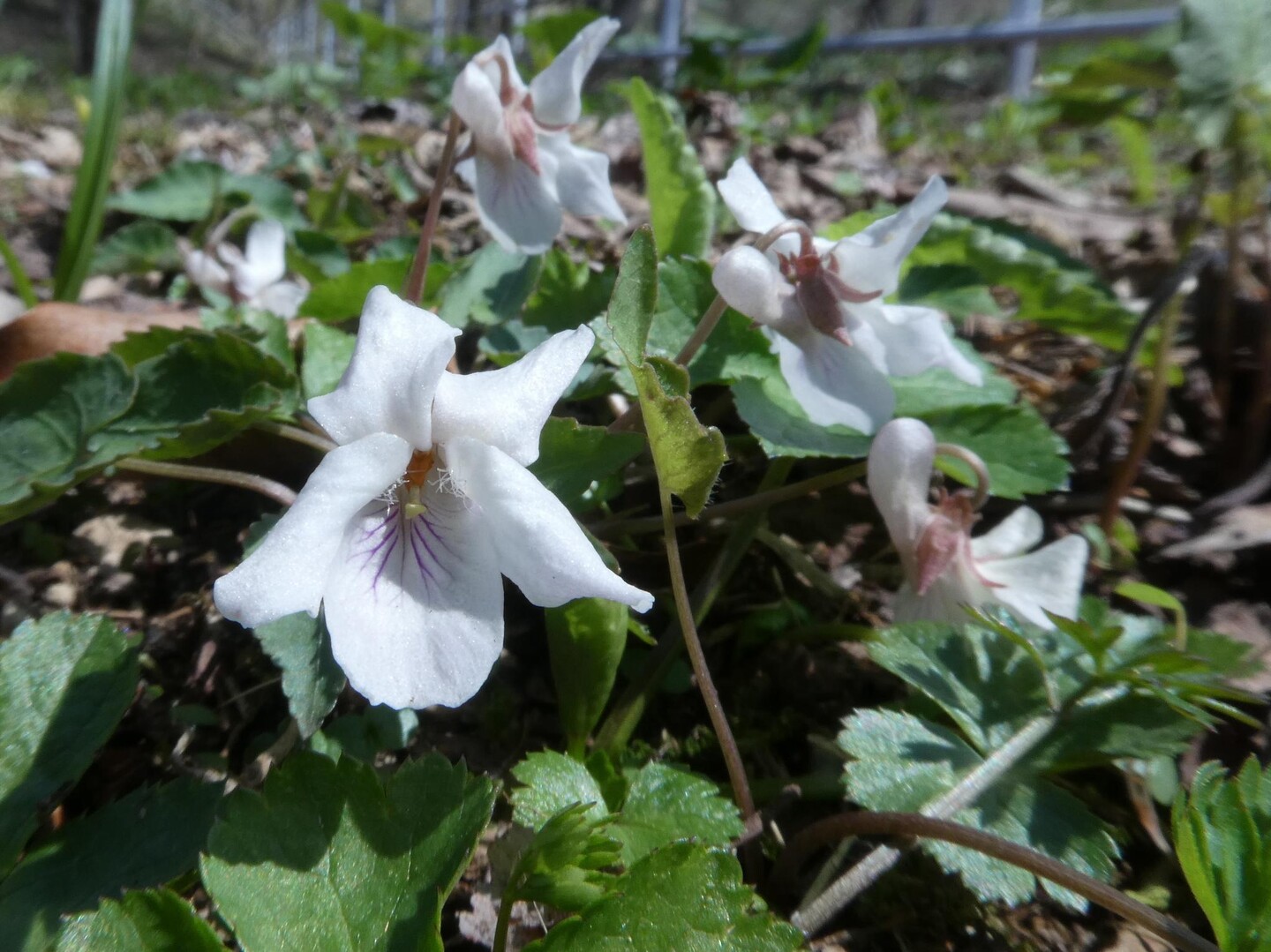 スミレ探してあっちこっち / noriGさんのハイキングの活動データ | YAMAP / ヤマップ