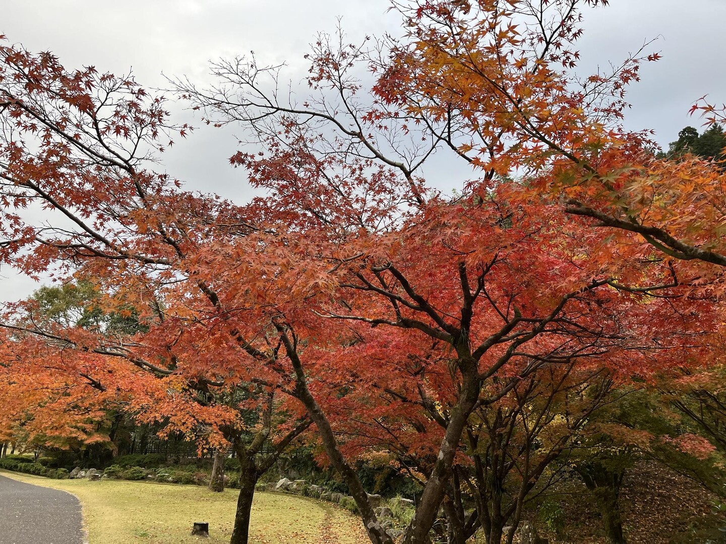 ウォーキング-2024-12-11 / miwaさんのウォーキングの活動データ | YAMAP / ヤマップ