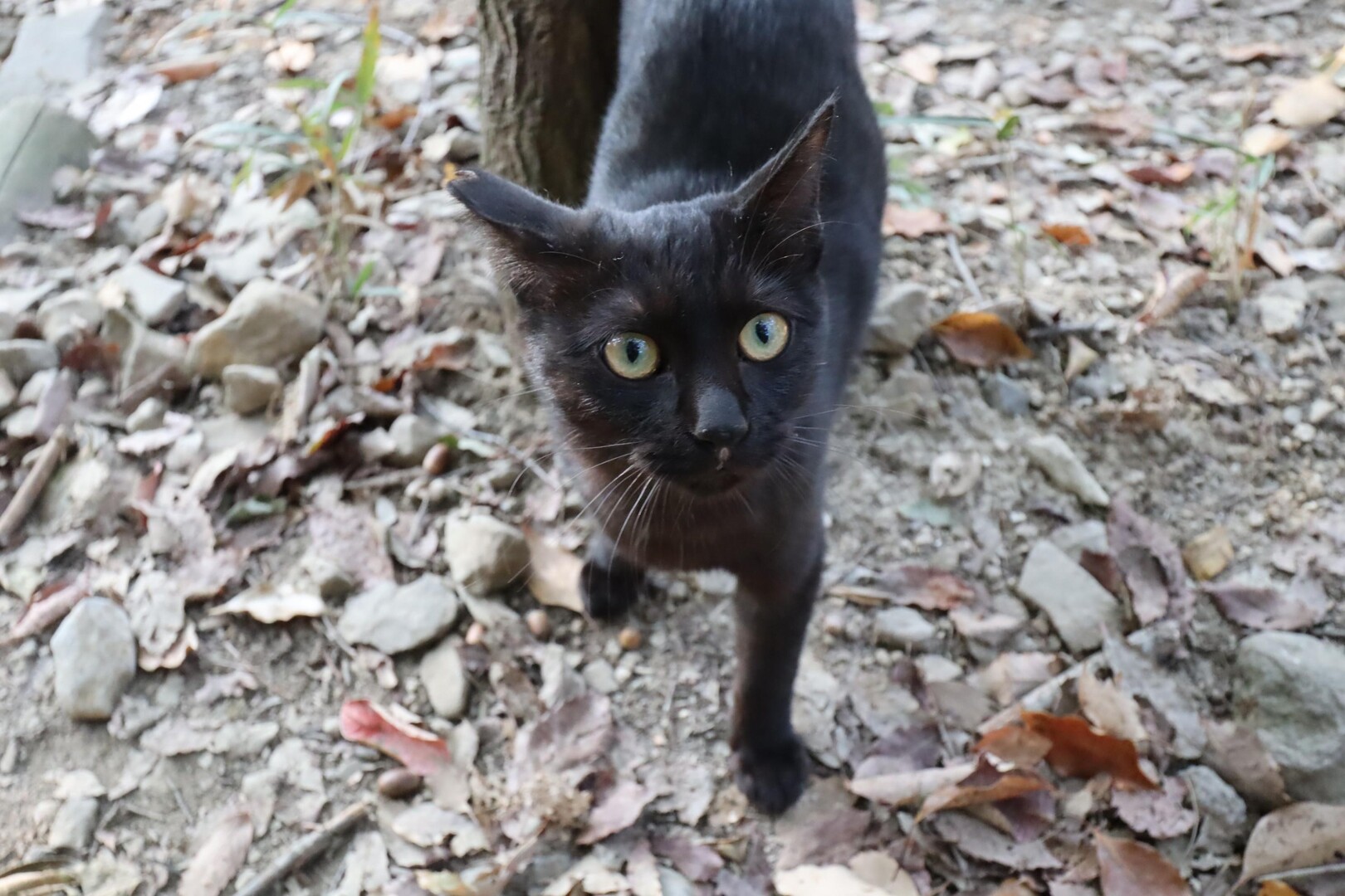 夏日🐱😽😸いっぱいの讃岐富士 / FD2R2000さんの飯野山（讃岐富士）の活動日記 | YAMAP / ヤマップ
