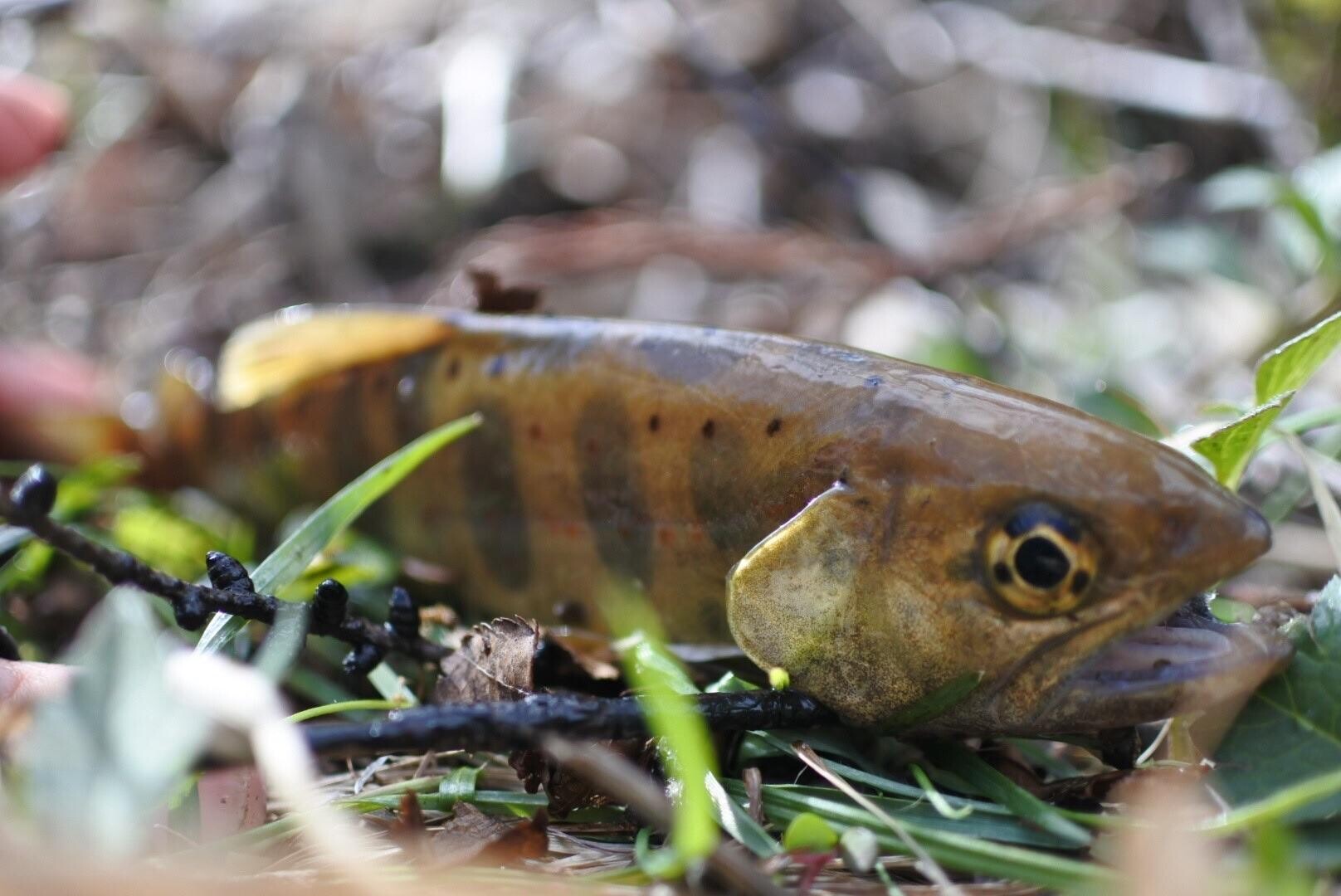 今年もスタート🎣 アマゴさんとイワナさ... / kinoさんのモーメント | YAMAP / ヤマップ