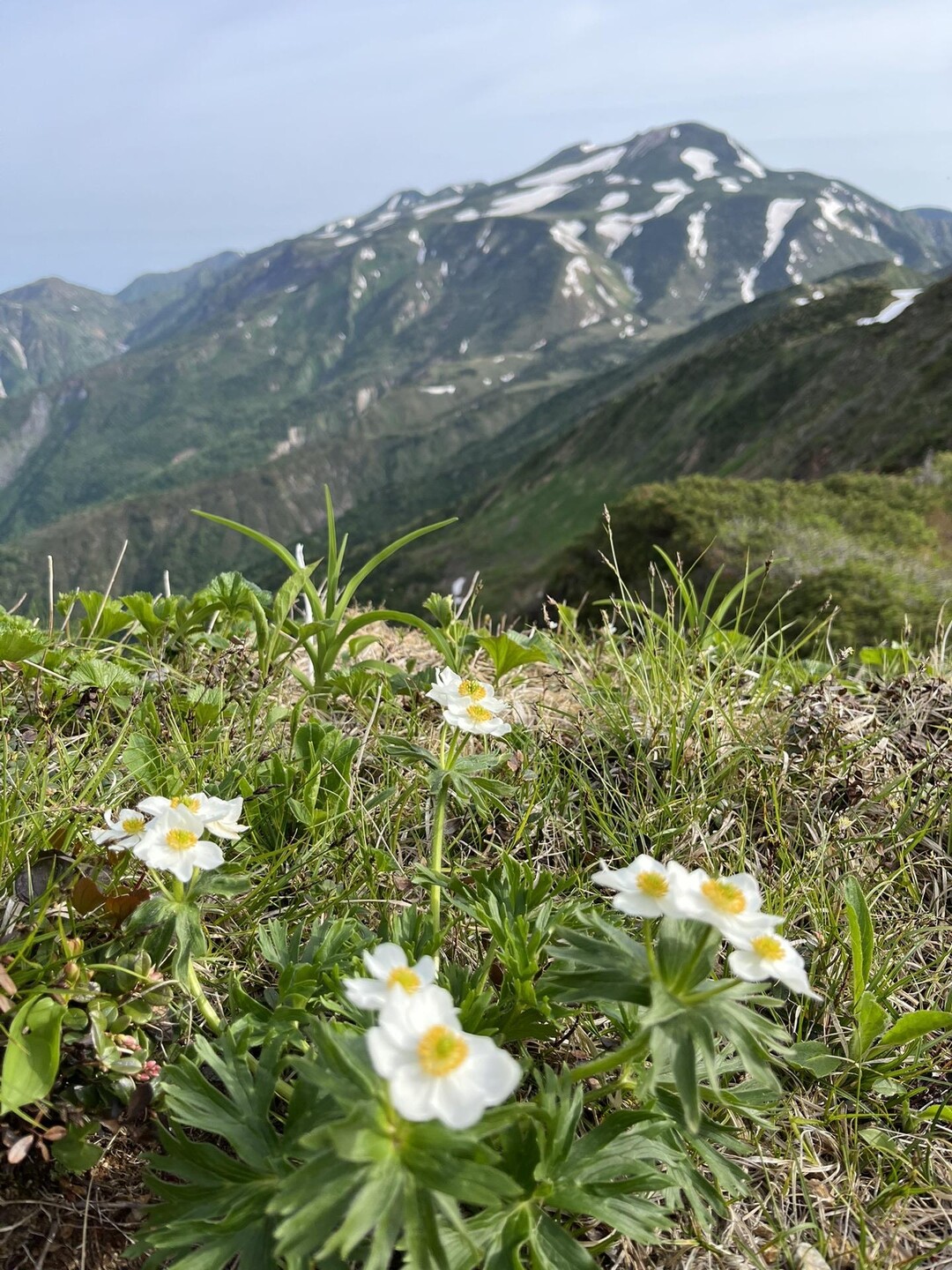 白山day2（南竜〜別山〜チブリ尾根） / mierinさんの白山・別山・銚子ヶ峰の活動データ | YAMAP / ヤマップ