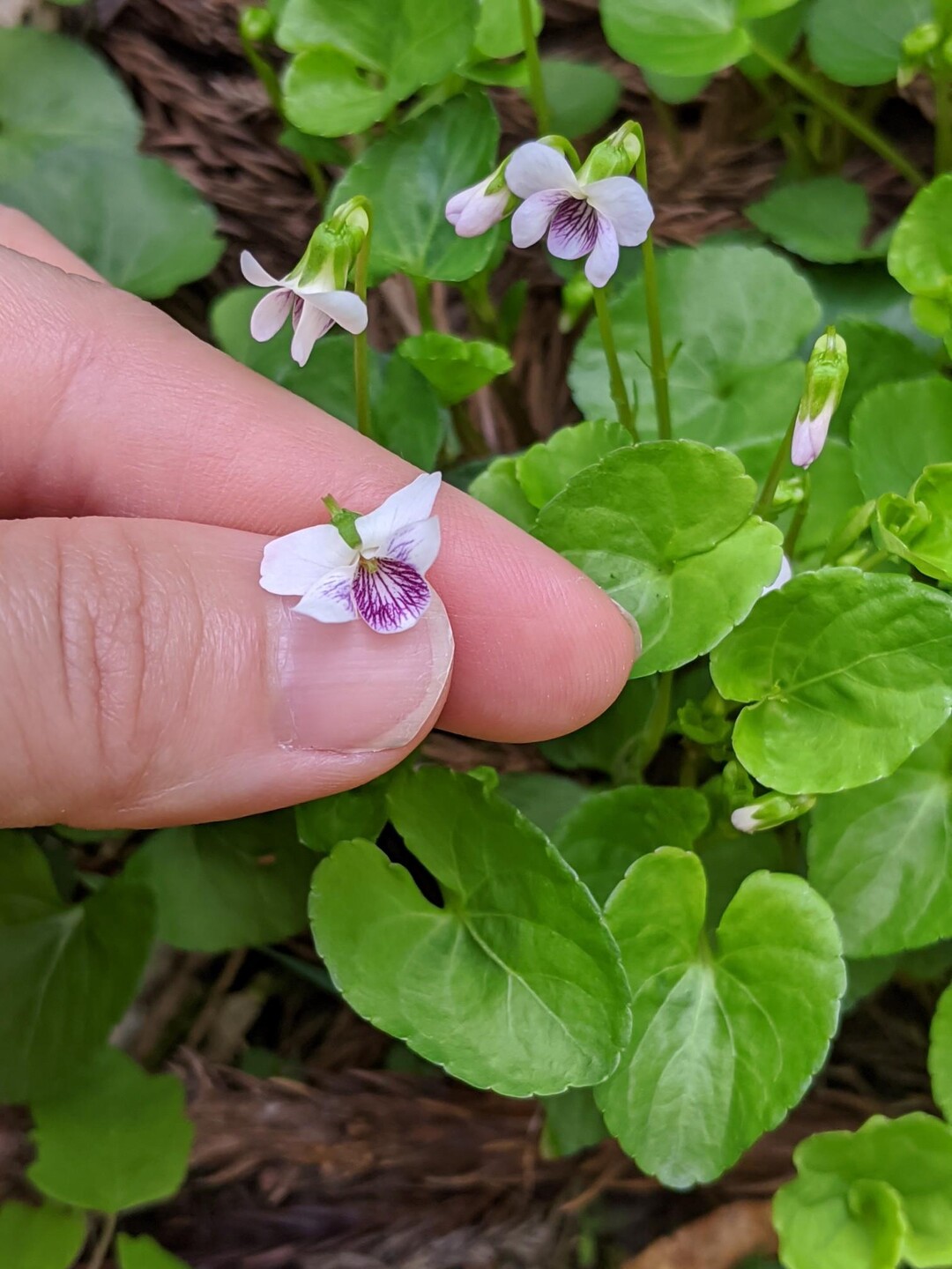 4月下旬 ツボスミレ すみれたちは無視し... / YOLOさんのモーメント | YAMAP / ヤマップ