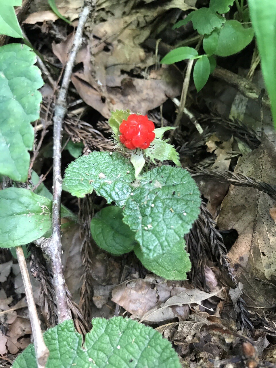 2021.07.23(金) 07:50 / ダイゲンさんのモーメント | YAMAP / ヤマップ