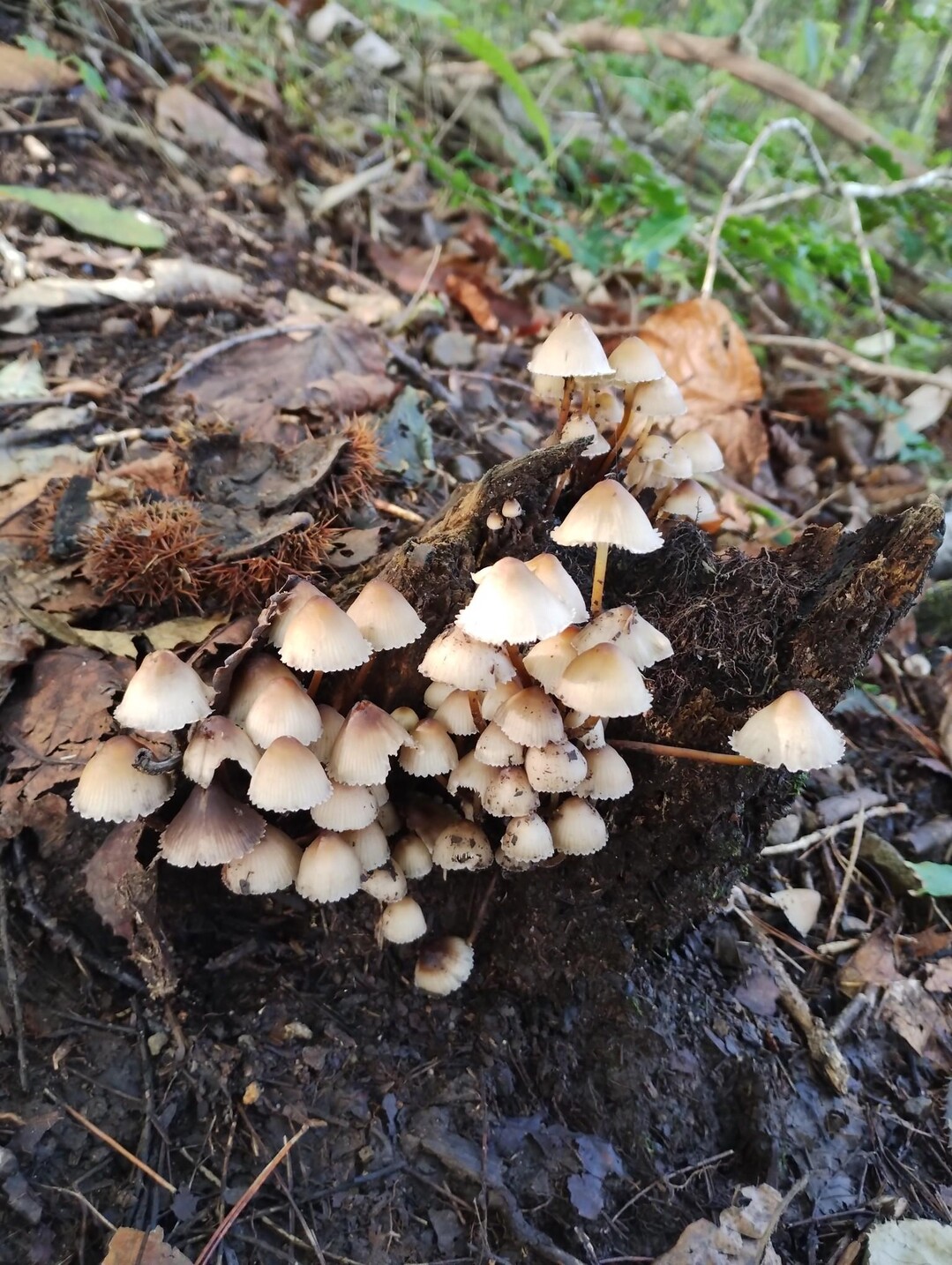 霧訪山 / KAAZ さんの霧訪山・大芝山・鳴雷山の活動データ | YAMAP / ヤマップ