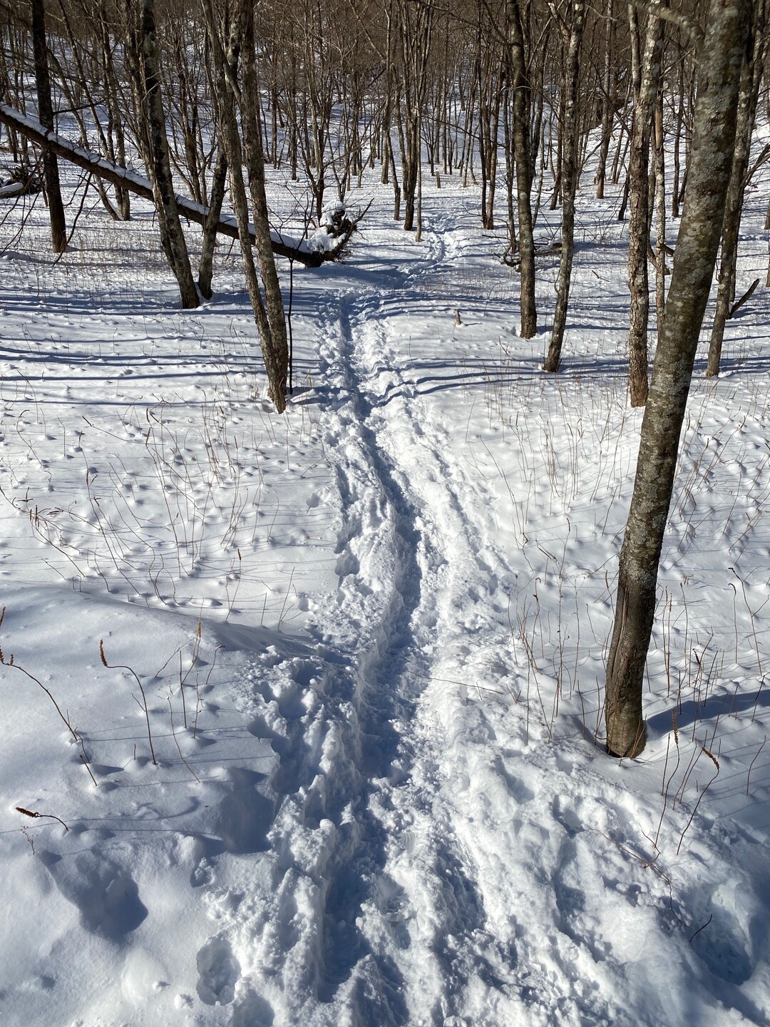 mitogoroさんの投稿したフィールドメモ | YAMAP / ヤマップ