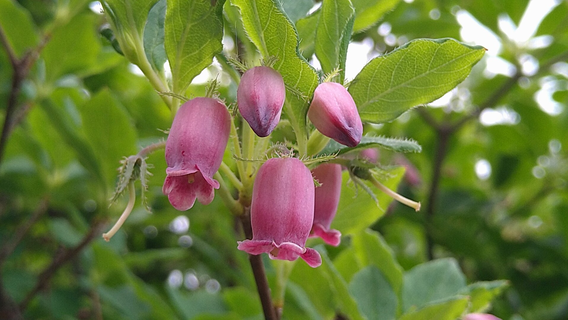 南蔵王縦走で出会えた花々💮 / T☆Yamameさんのモーメント | YAMAP / ヤマップ
