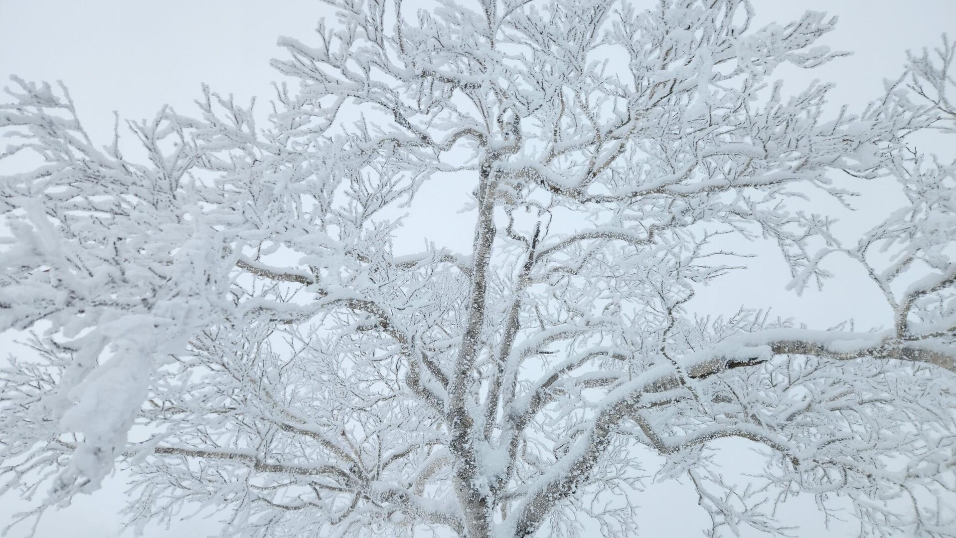 ⛷南富良野タケノコ山BC（社満射岳） -2025-01-07 / moさんの社満射岳の活動データ | YAMAP / ヤマップ