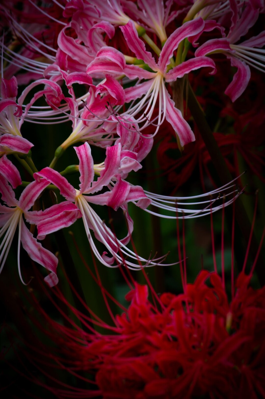 ピンクの曼珠沙華。 実に美しい。 権現... / stripeさんのモーメント | YAMAP / ヤマップ