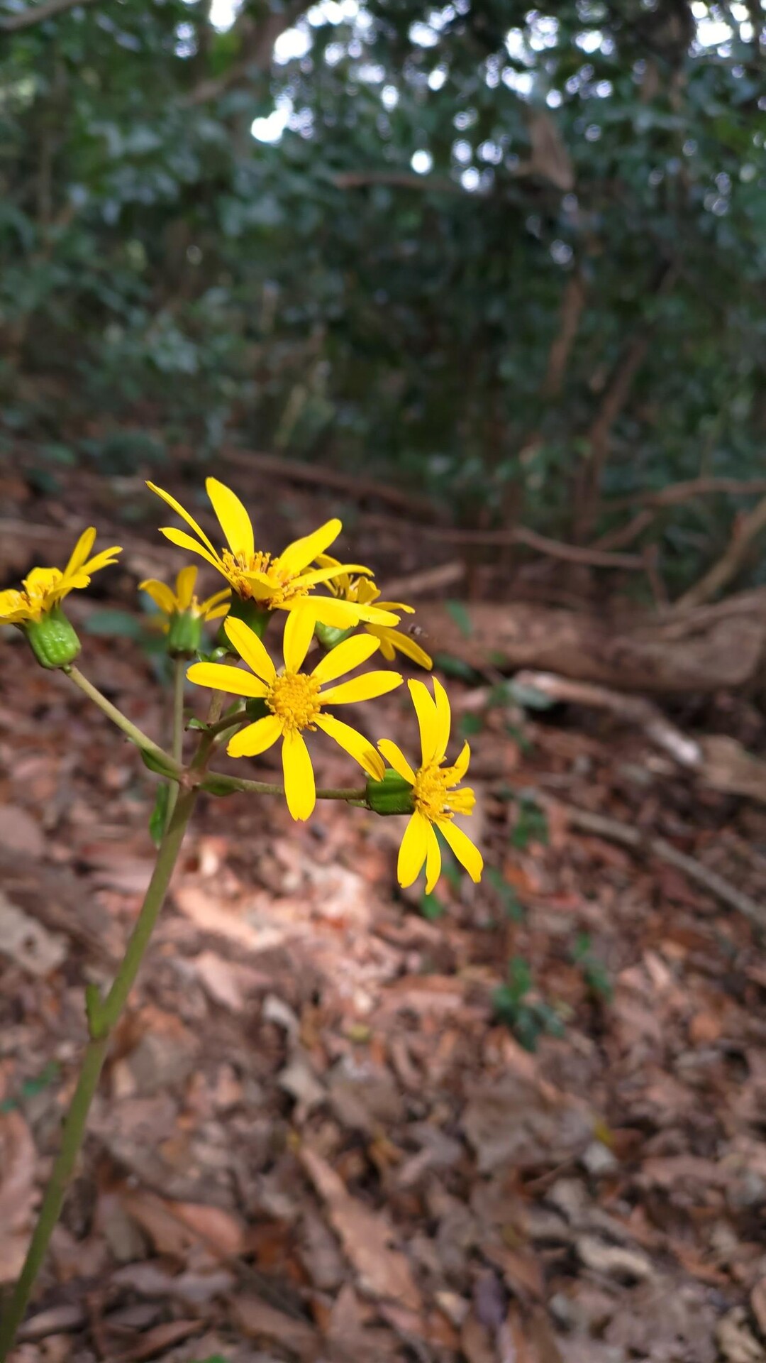 金山南岳・金山北岳・城山 / anto SSさんの湯川山・城山・孔大寺山の活動データ | YAMAP / ヤマップ