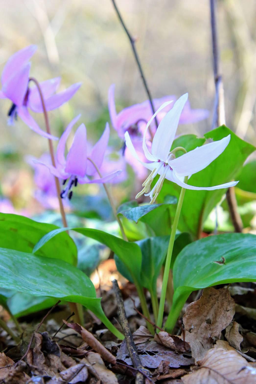 🌼【角田山】カタクリロードと灯台 / kouさんの角田山の活動データ | YAMAP / ヤマップ