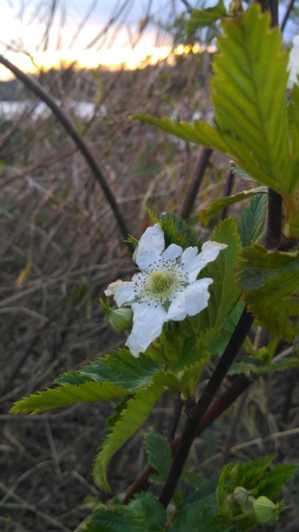 明日は3月11日 あの日の、忘れる事の... / Ichi-genさんのモーメント | YAMAP / ヤマップ