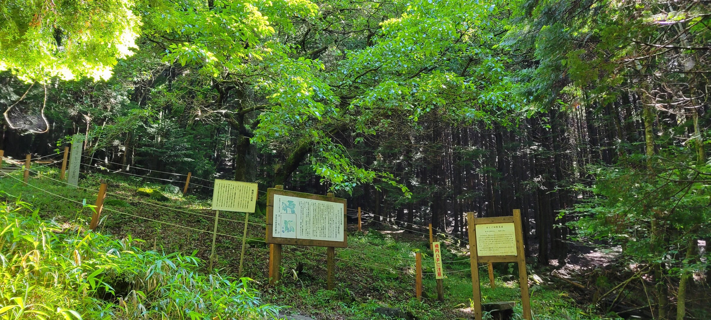 笠置山-2023-07-02歩荷23kg / ymさんの笠置山の活動データ | YAMAP / ヤマップ